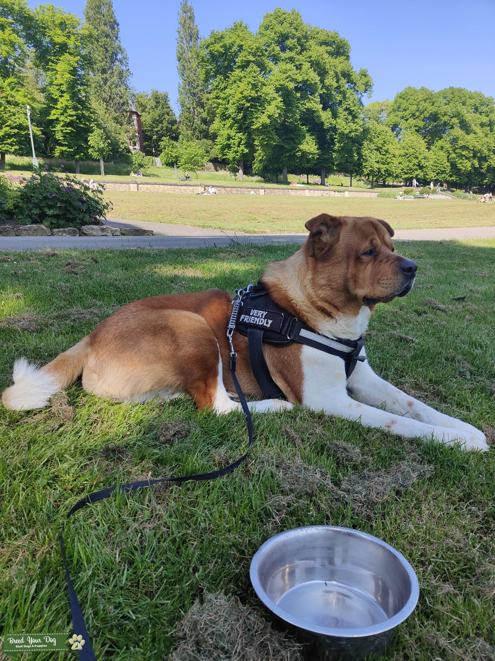 Japanese Akita X Rottweiler - Stud Dog in Lincolnshire , the United ...
