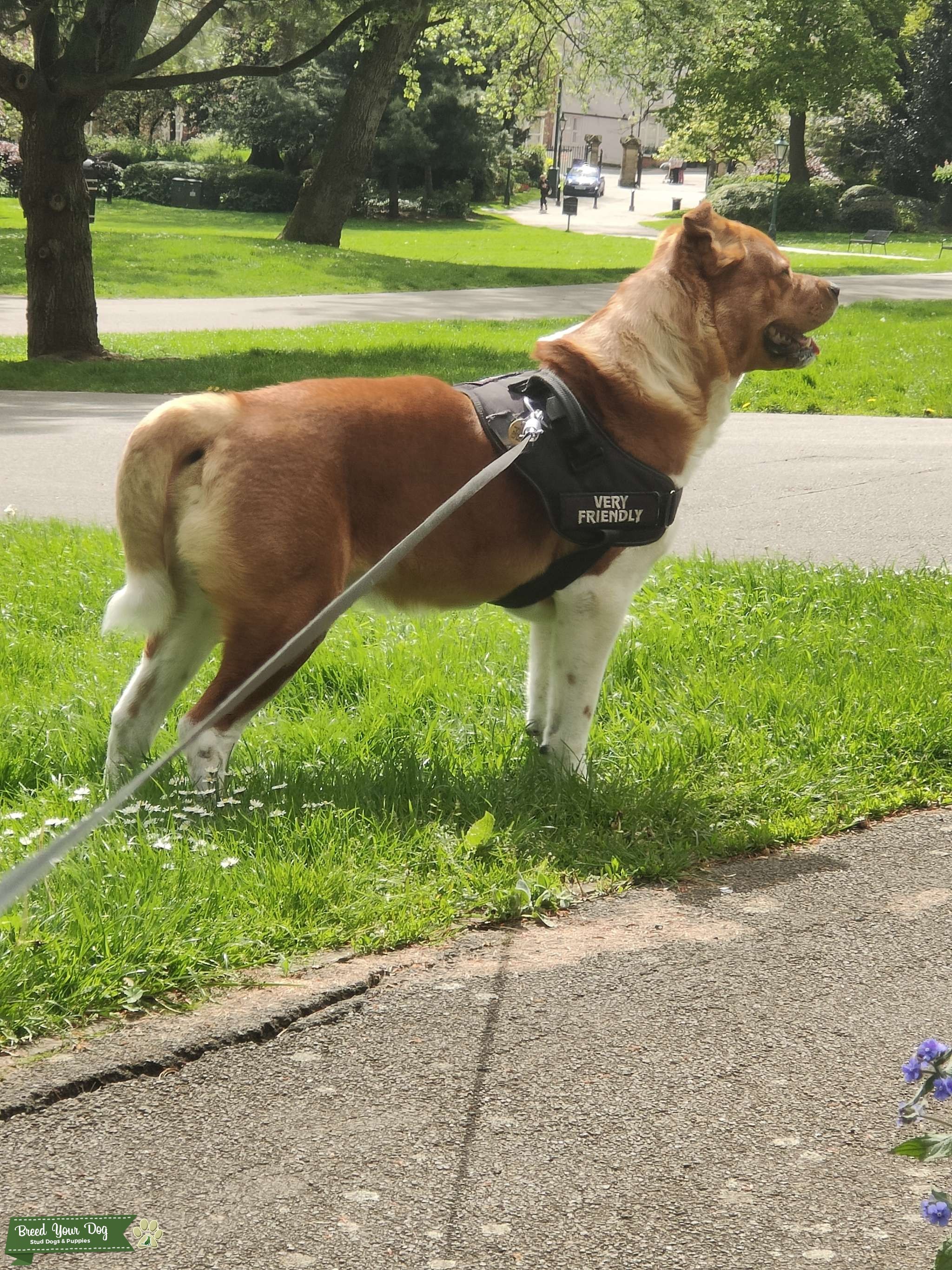 Japanese Akita X Rottweiler - Stud Dog in Lincolnshire , the United ...