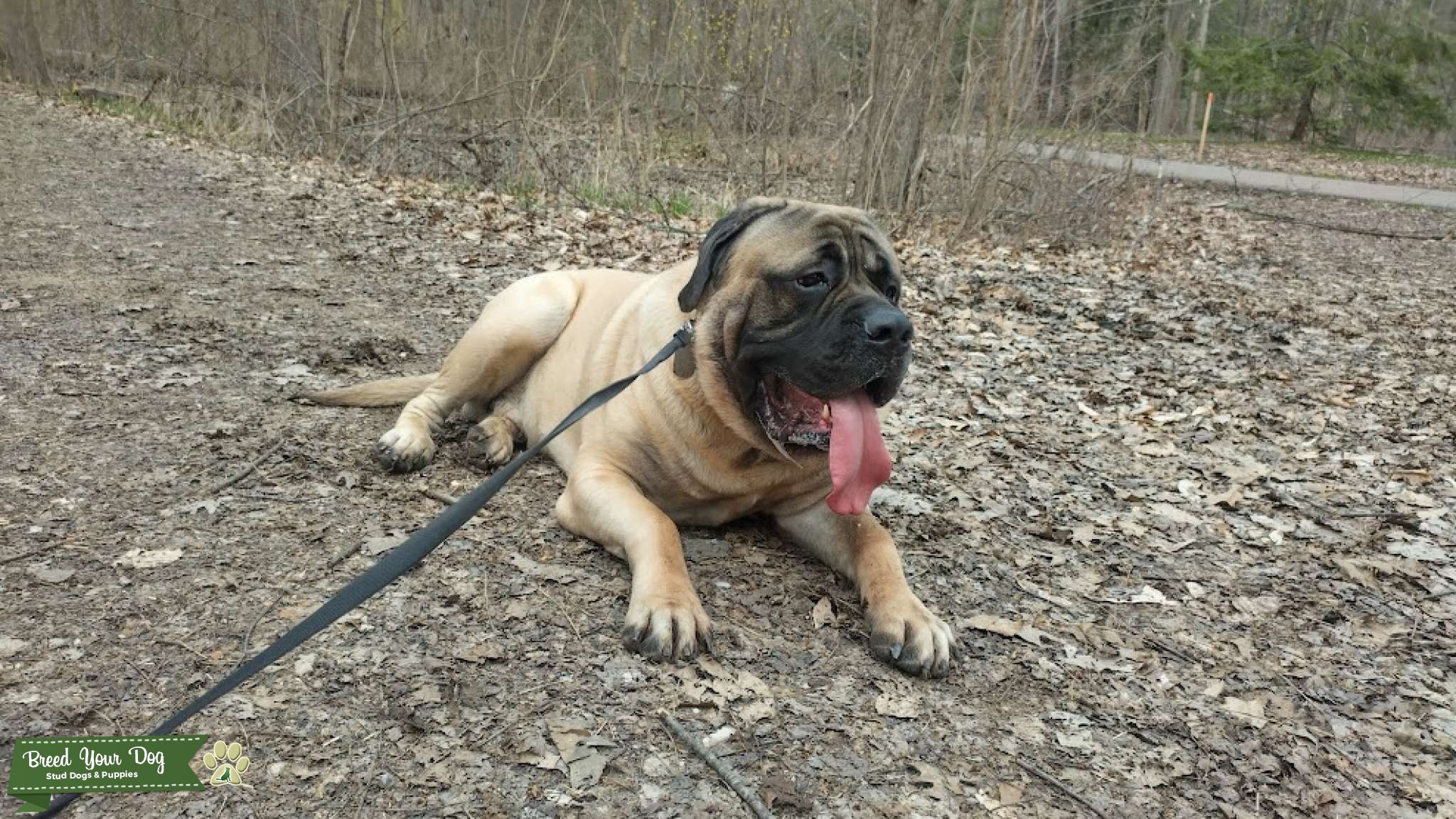Extremely Handsome English Mastiff - Stud Dog in OH, the United States ...