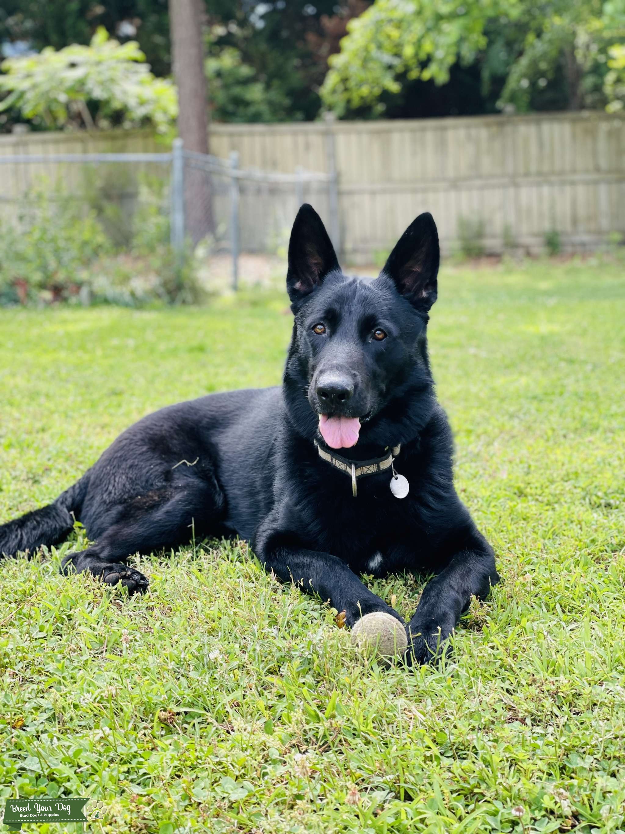 Black German Shepard - Stud Dog in Georgia, the United States | Breed ...
