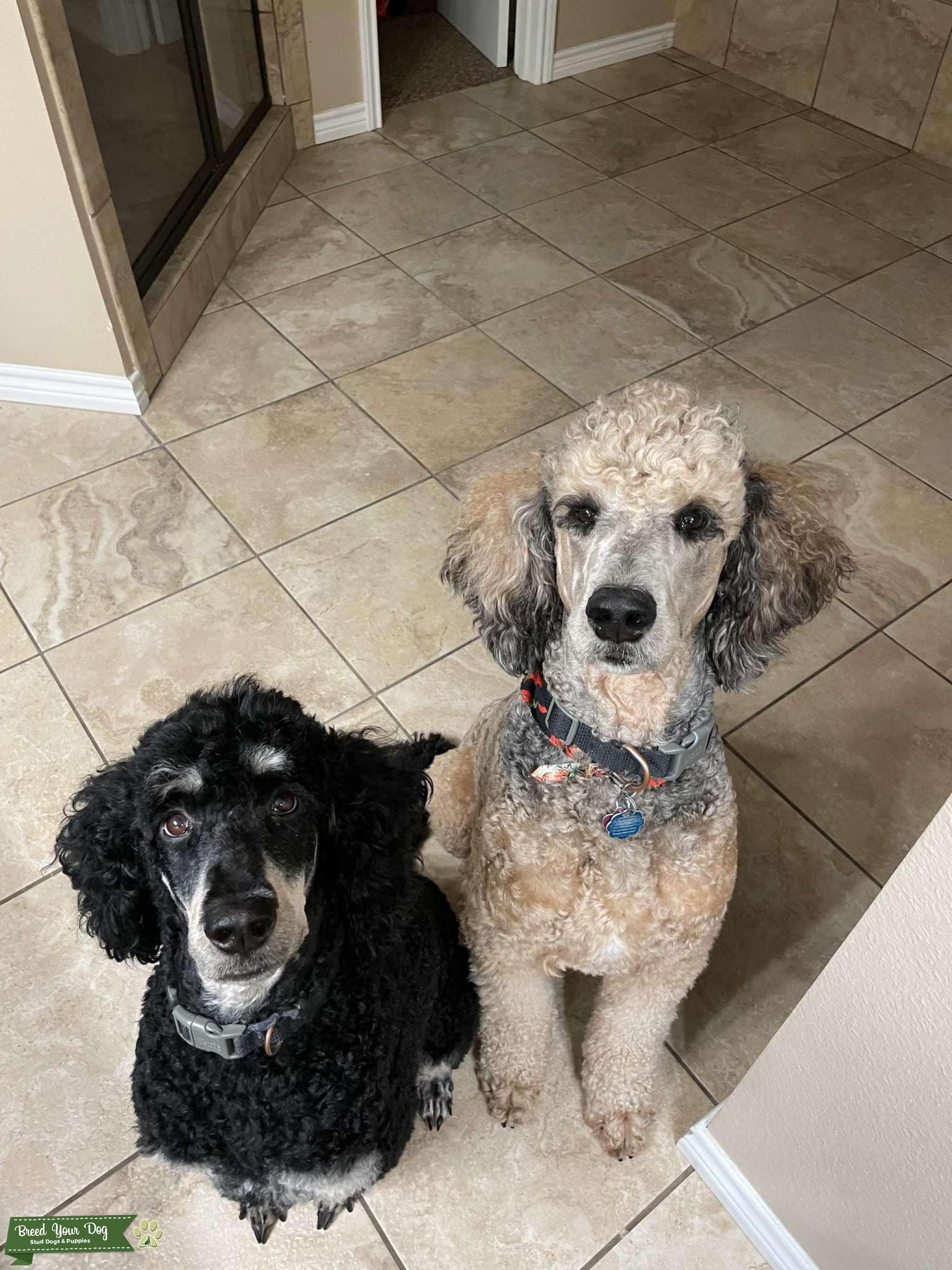 AKC Red Merle Standard Poodle - Stud Dog in Texas , Jersey | Breed Your Dog