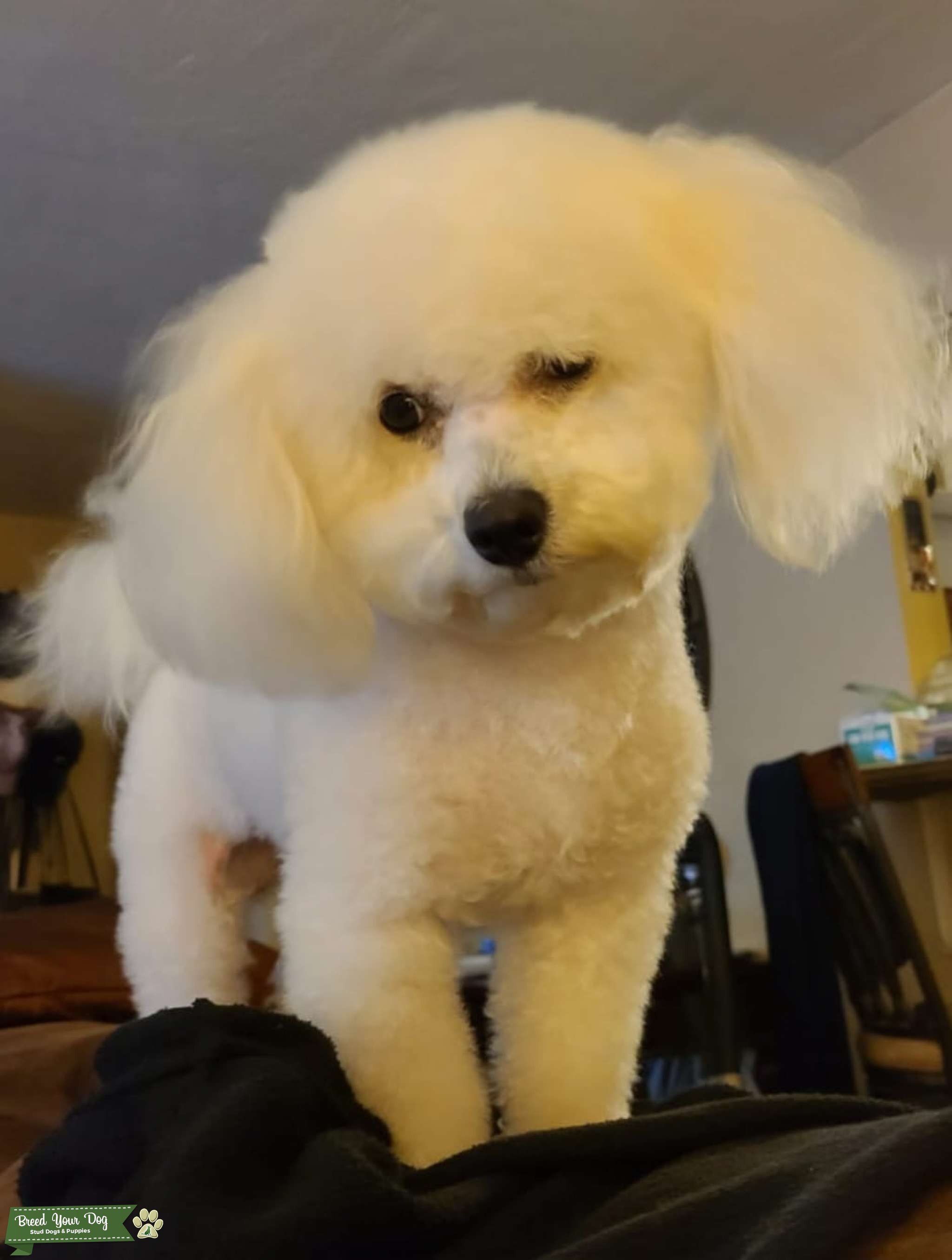 Bichon Frise Male - Stud Dog in Riverside , the United States | Breed ...