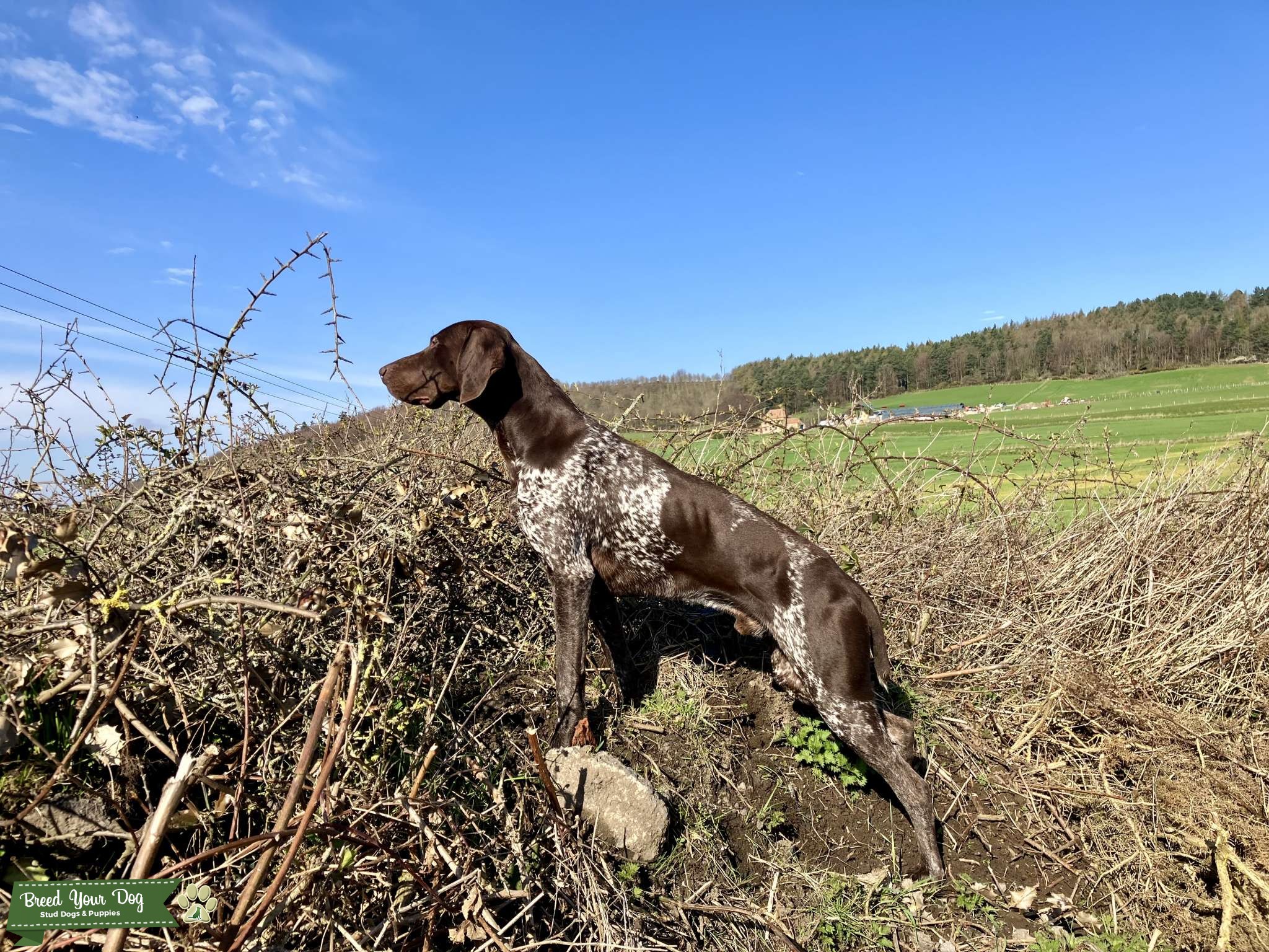 GSP Proven Stud - Stud Dog in North Yorkshire, the United States ...
