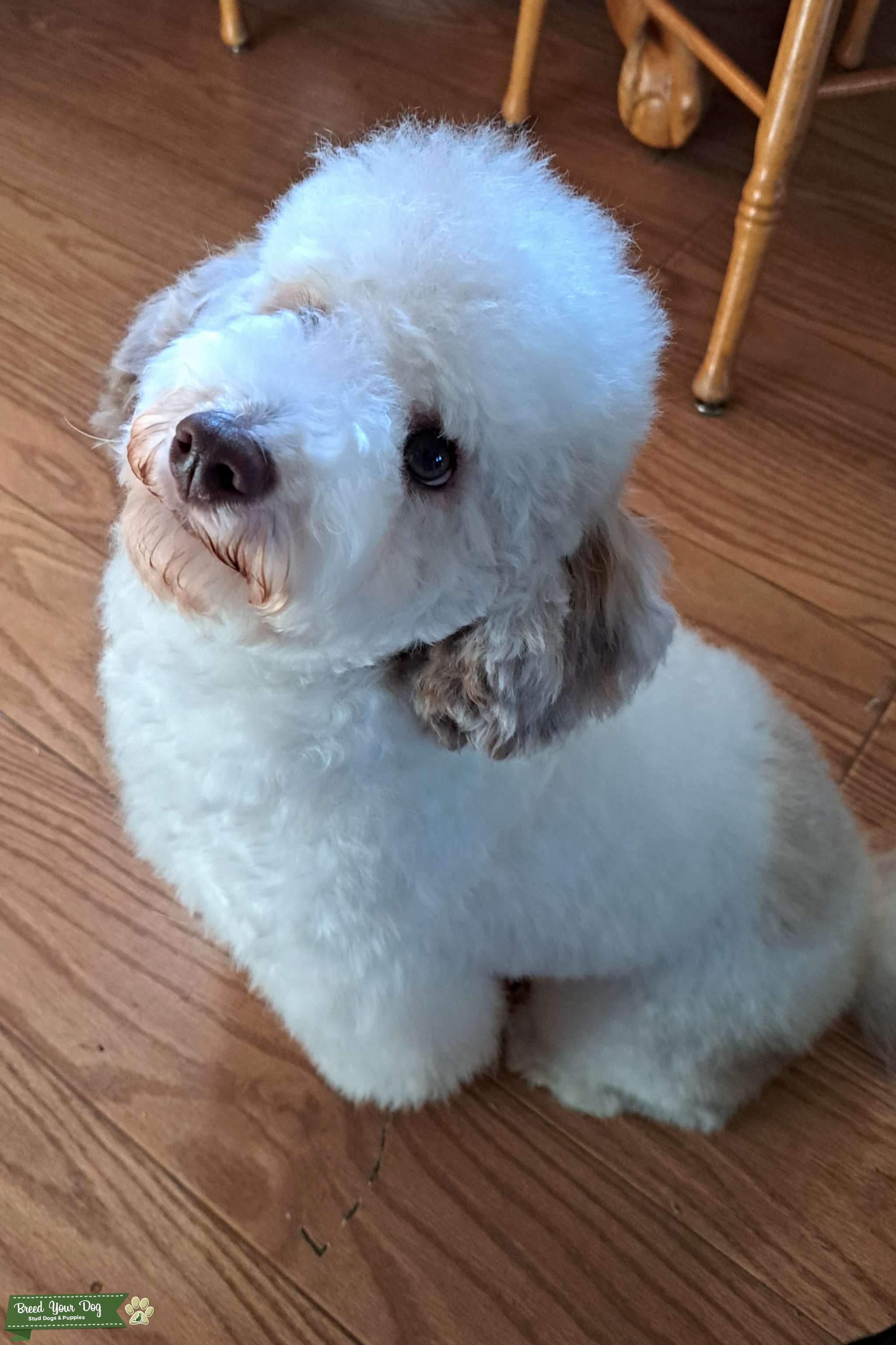 AKC Stud - Mini Poodle - Brown Phantom Merle Parti - Stud Dog in Maine ...