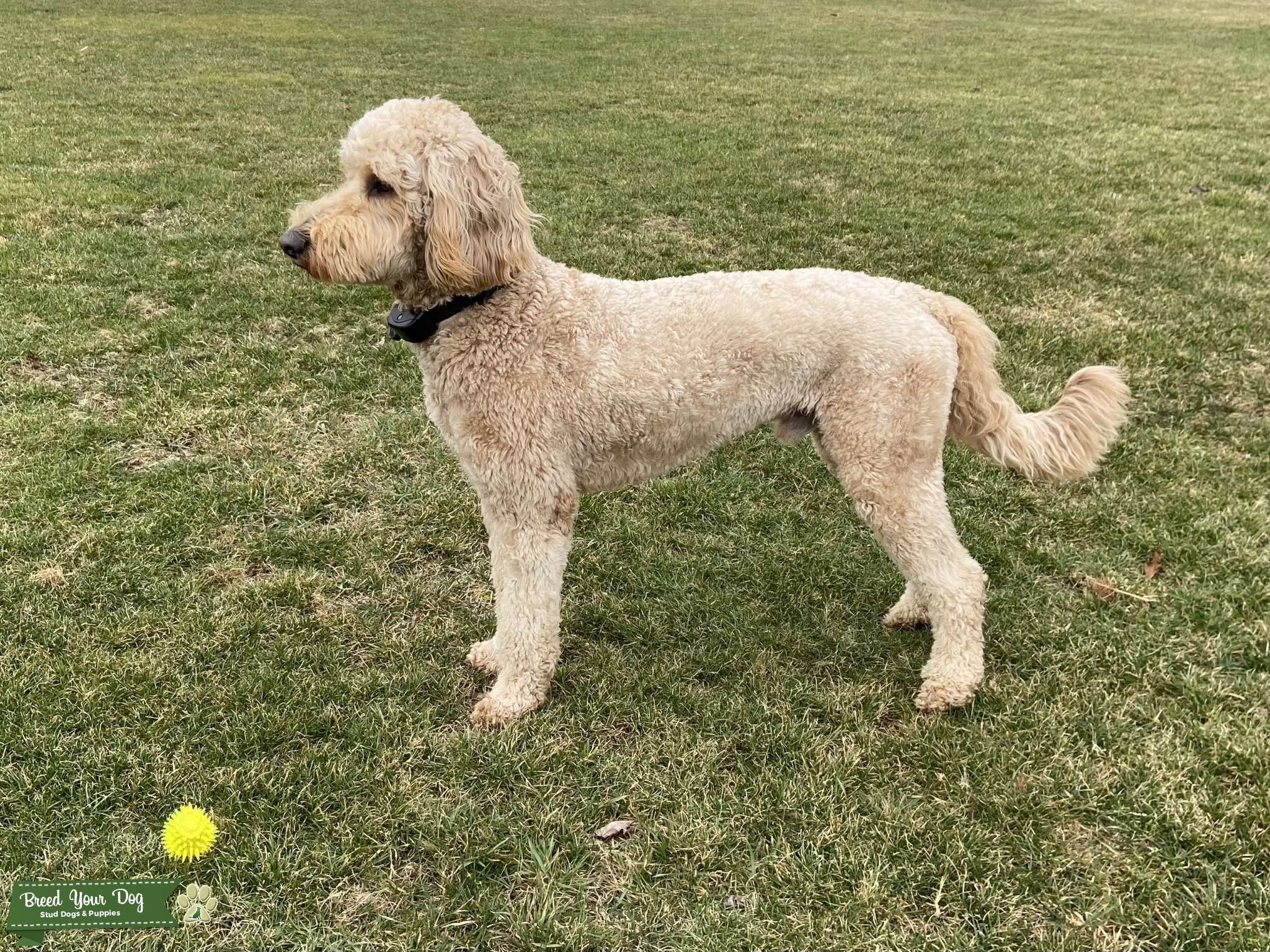 light tan goldendoodle - Stud Dog in PA, the United States | Breed Your Dog