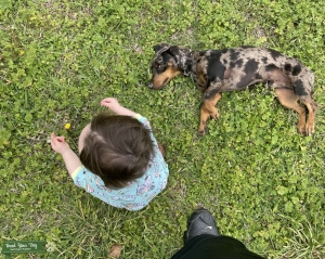 Stud Dogs the United States | Breed Your Dog