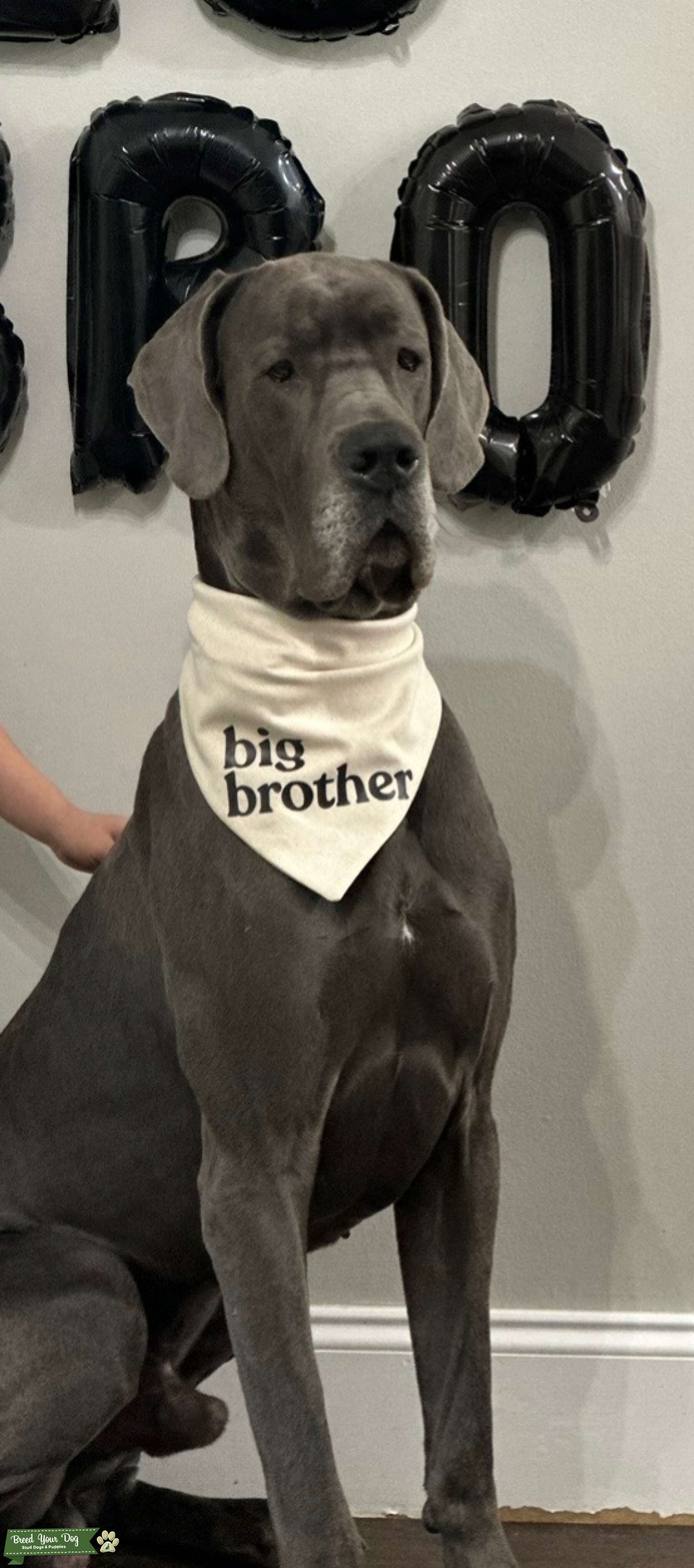 Blue Great Dane - Stud Dog in Summerville, SC, the United States ...