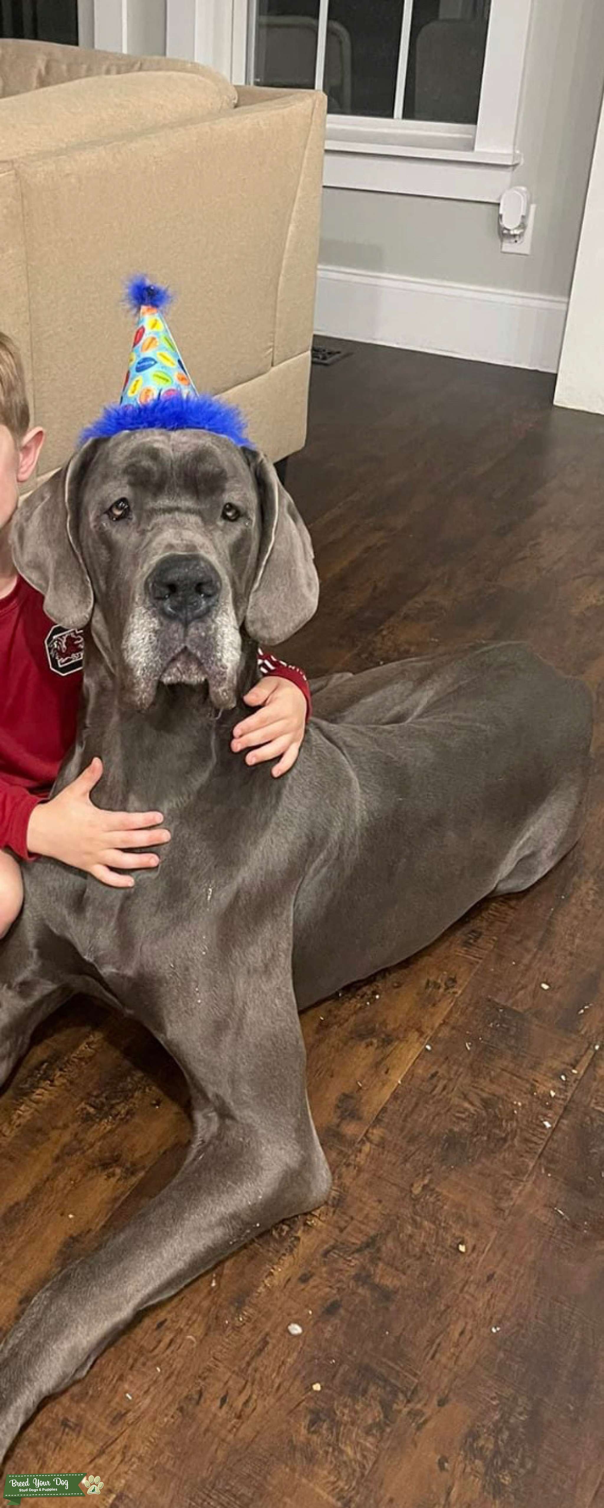 Blue Great Dane - Stud Dog in Summerville, SC, the United States ...