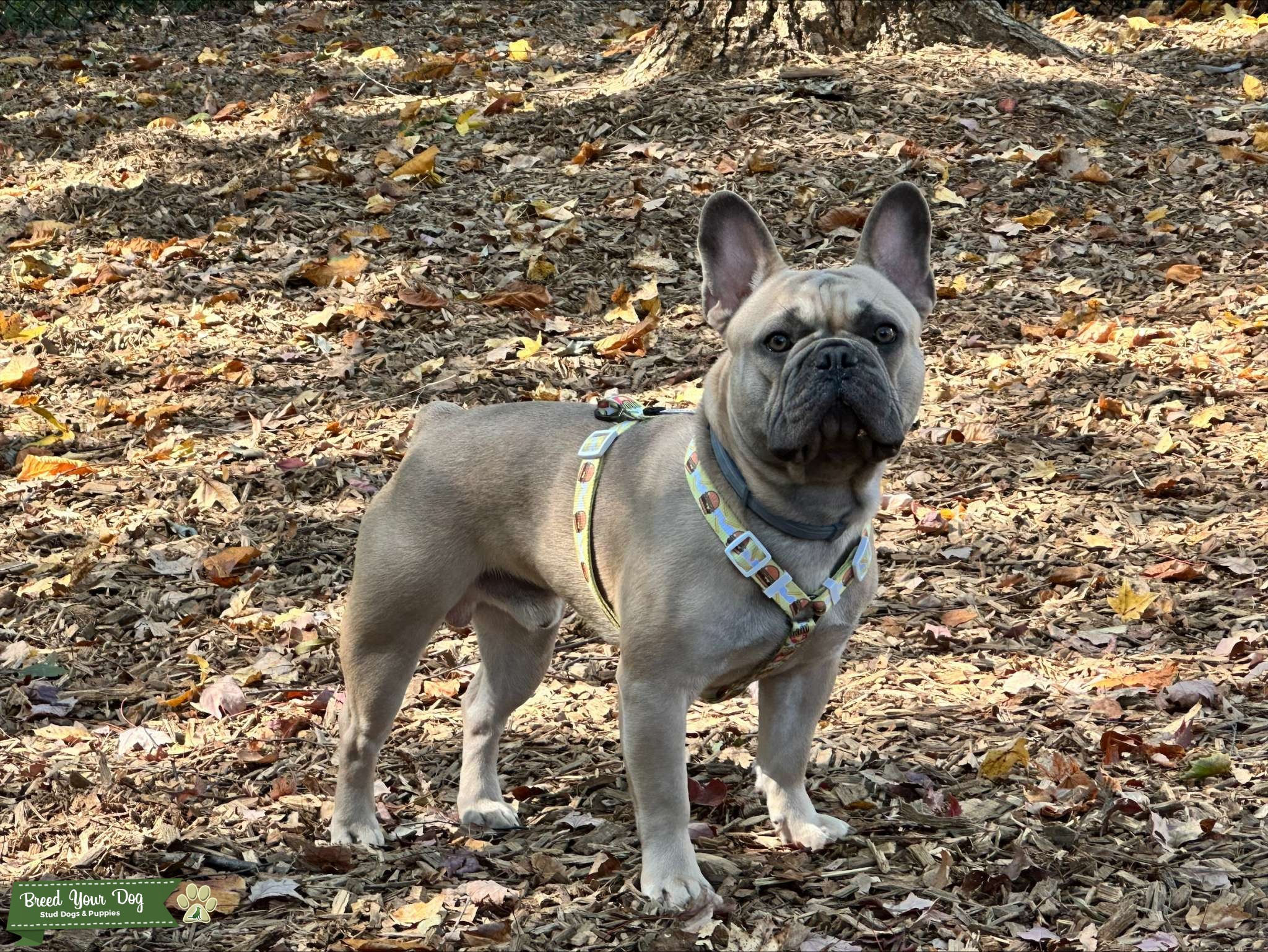 AKC Certified Blue Sable Male French BullDog - Stud Dog in North ...