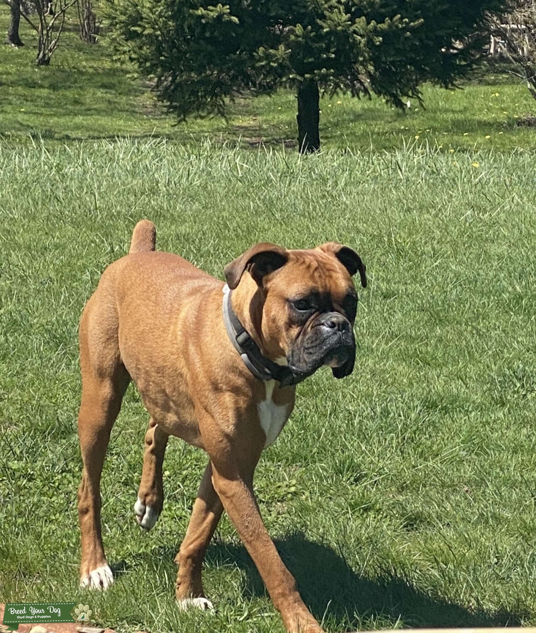 Boxer - Stud Dog in Bristol county , the United States | Breed Your Dog