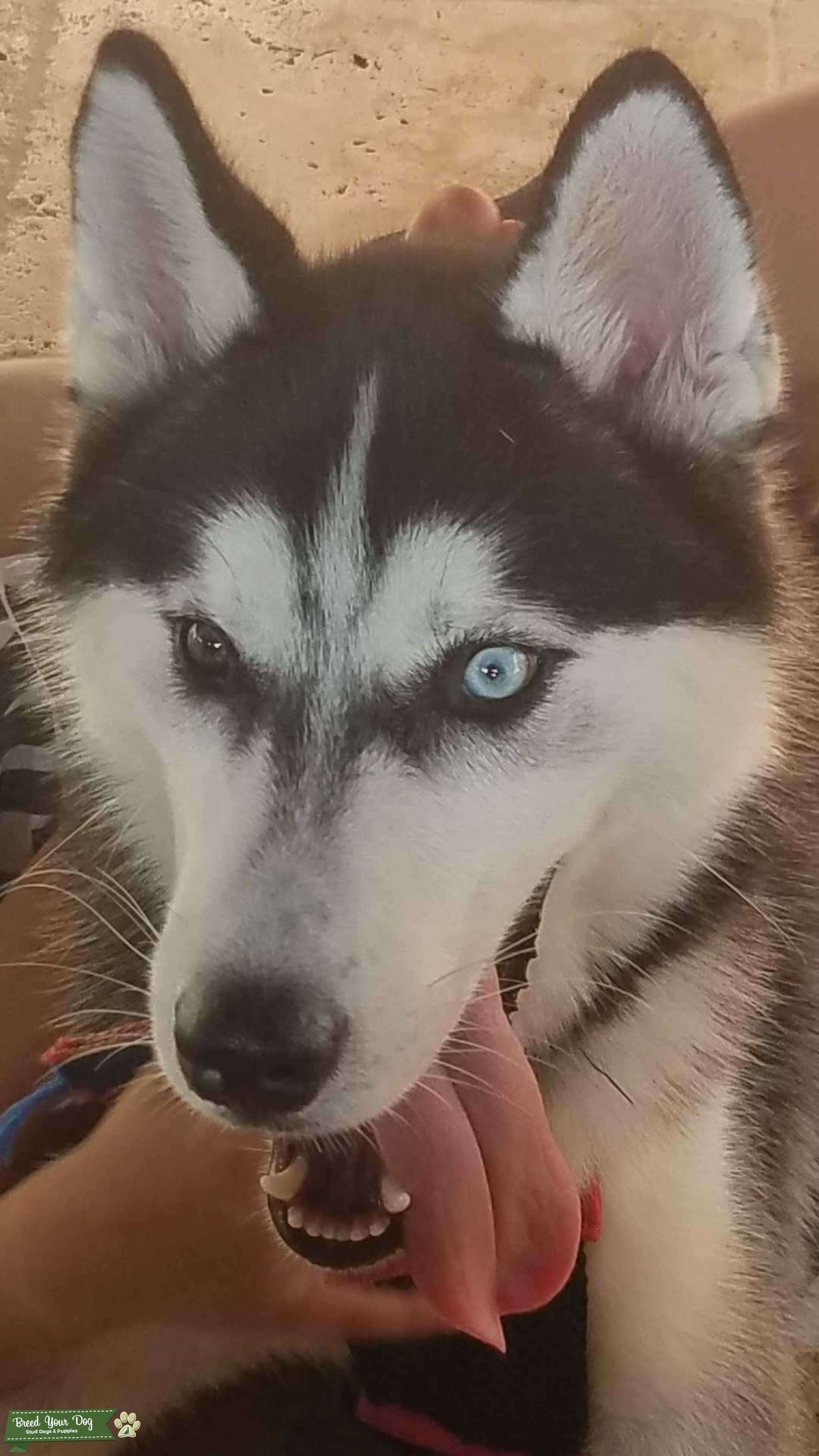 AKC registered Pure Siberian Husky Stud - Stud Dog in TX, the United ...