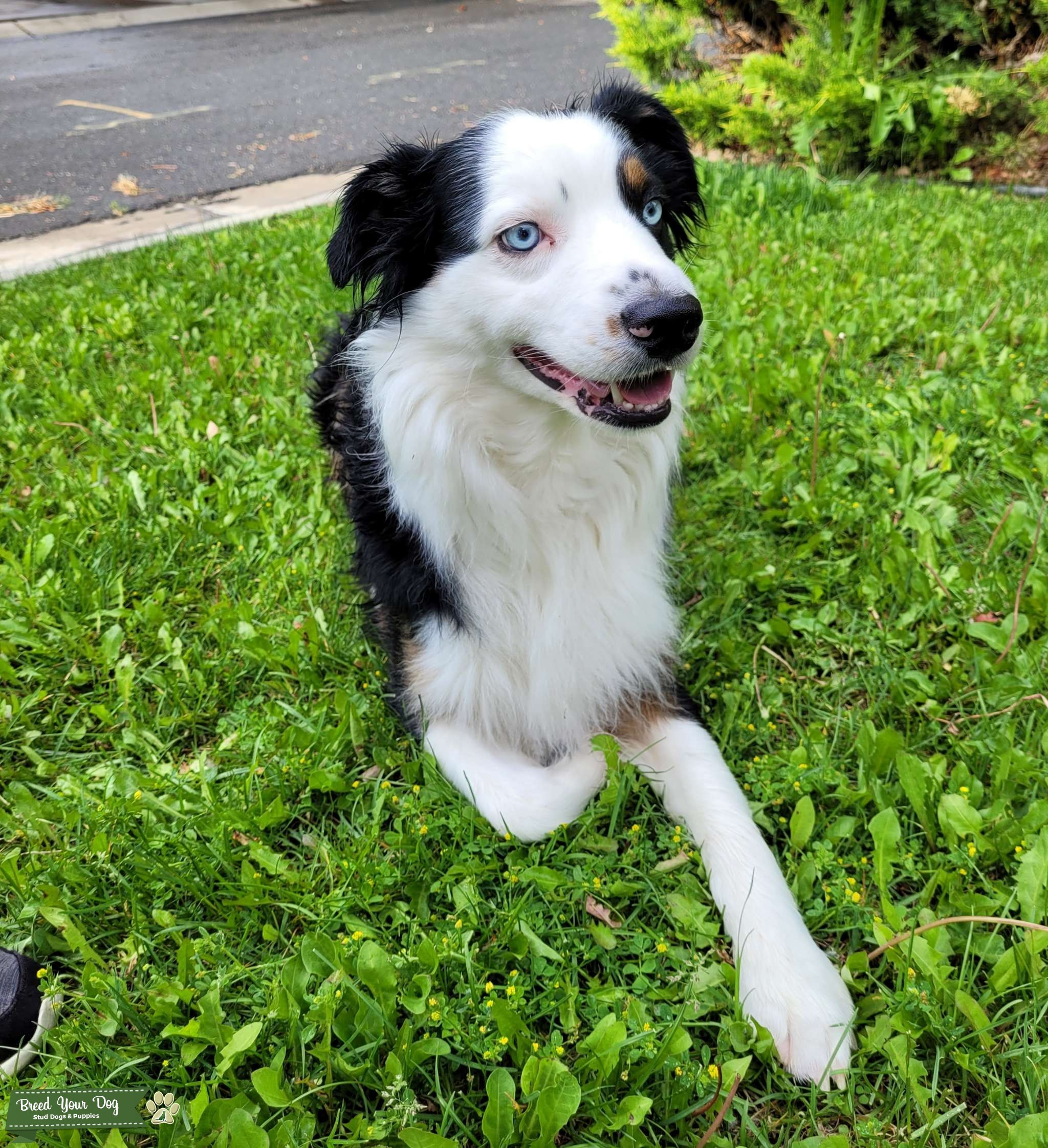 Handsome Tri Color Mini Aussie - Stud Dog in Nevada, Australia | Breed ...