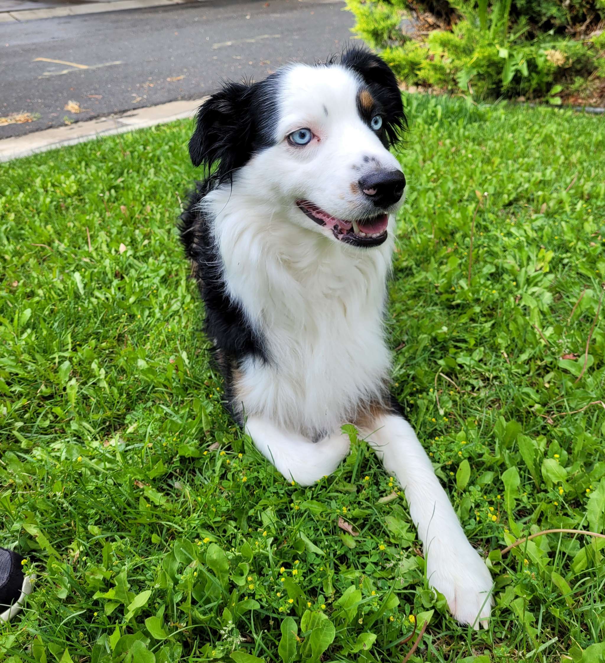 Handsome Tri Color Mini Aussie - Stud Dog in Nevada, United States ...