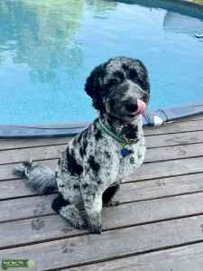 CKC Registered Merle F1B Goldendoodle - Stud Dog in PA, the United ...