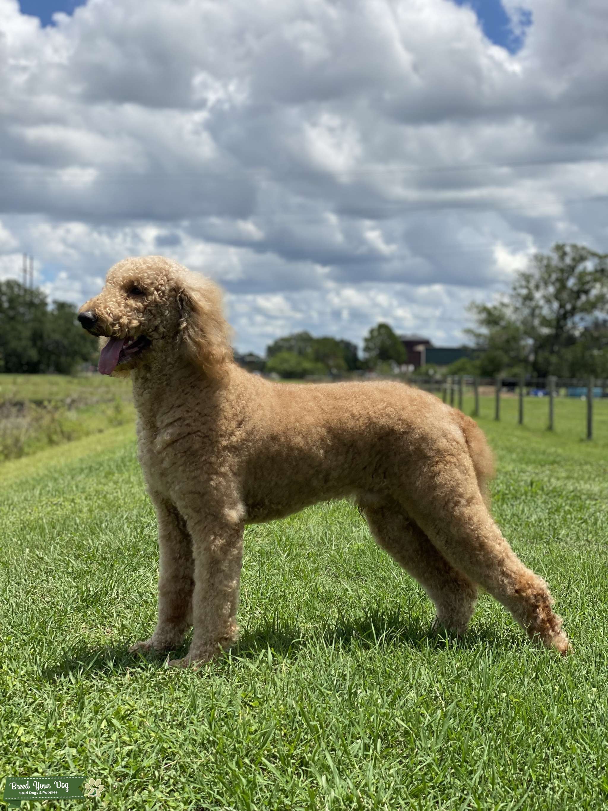 F1B goldendoodle - Stud Dog in Florida, the United States | Breed Your Dog