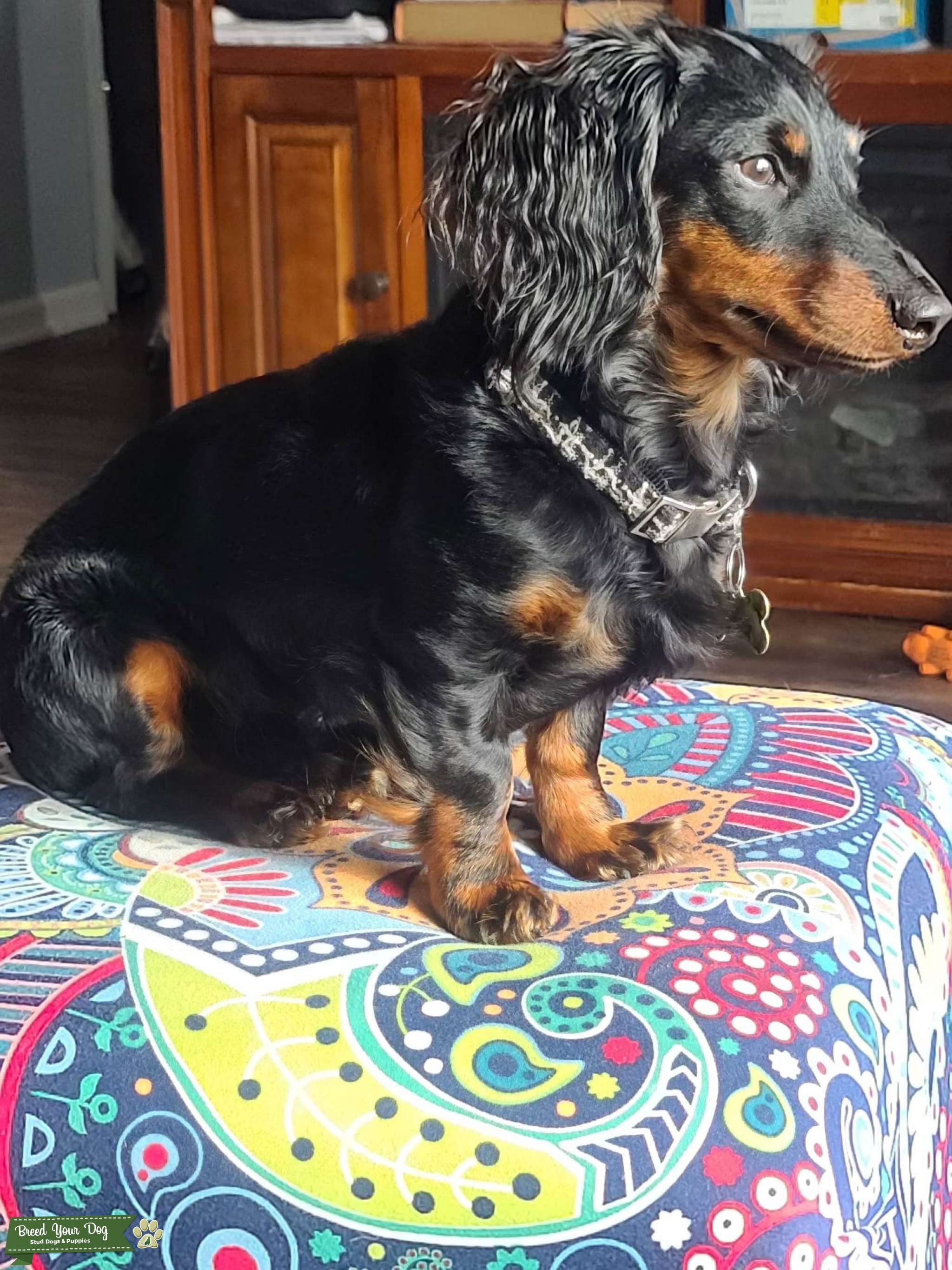 Mini long haired black/tan male handsome stud Dashound - Stud Dog in ...