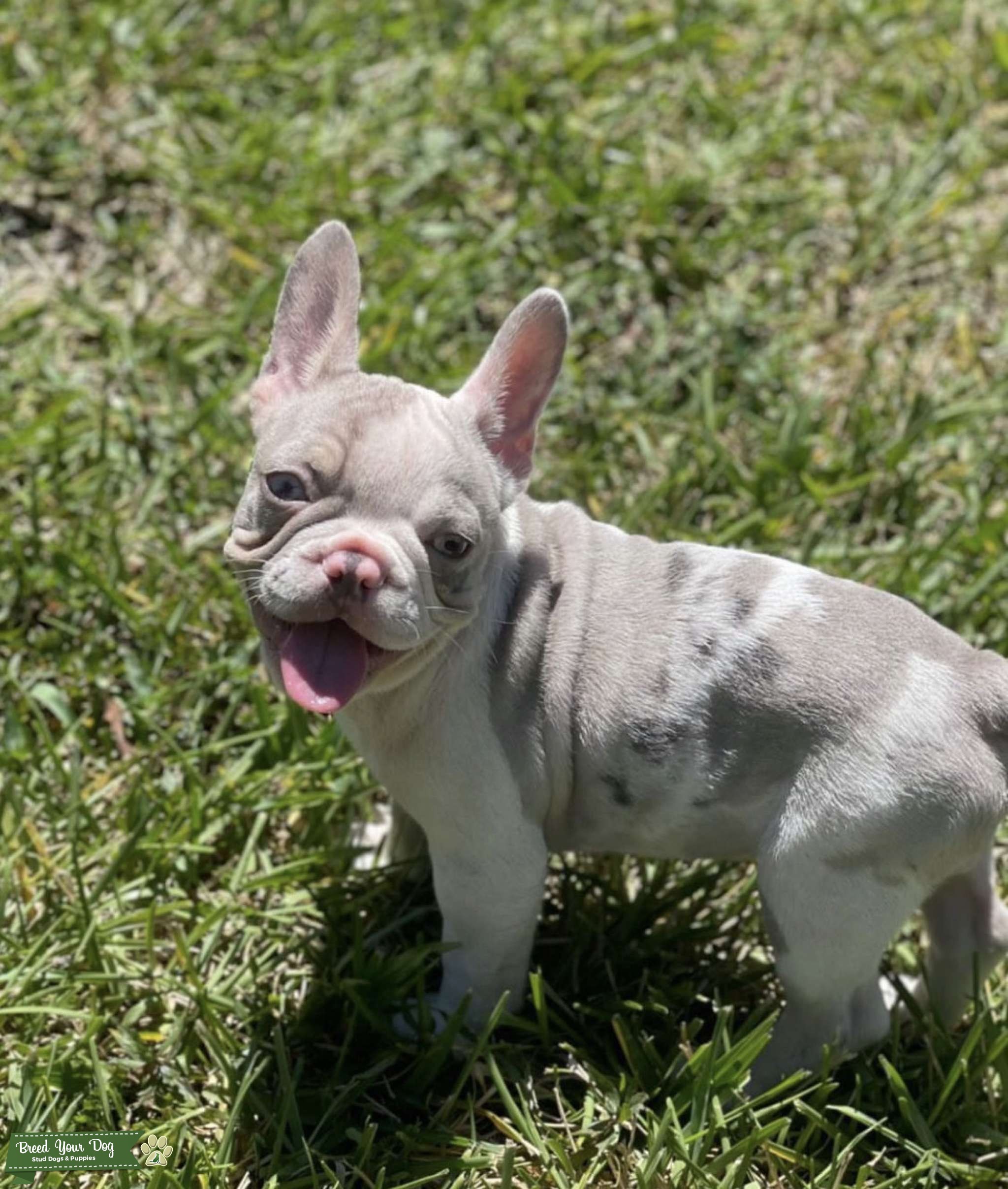 Merle French bulldog - Stud Dog in New York , the United States | Breed ...
