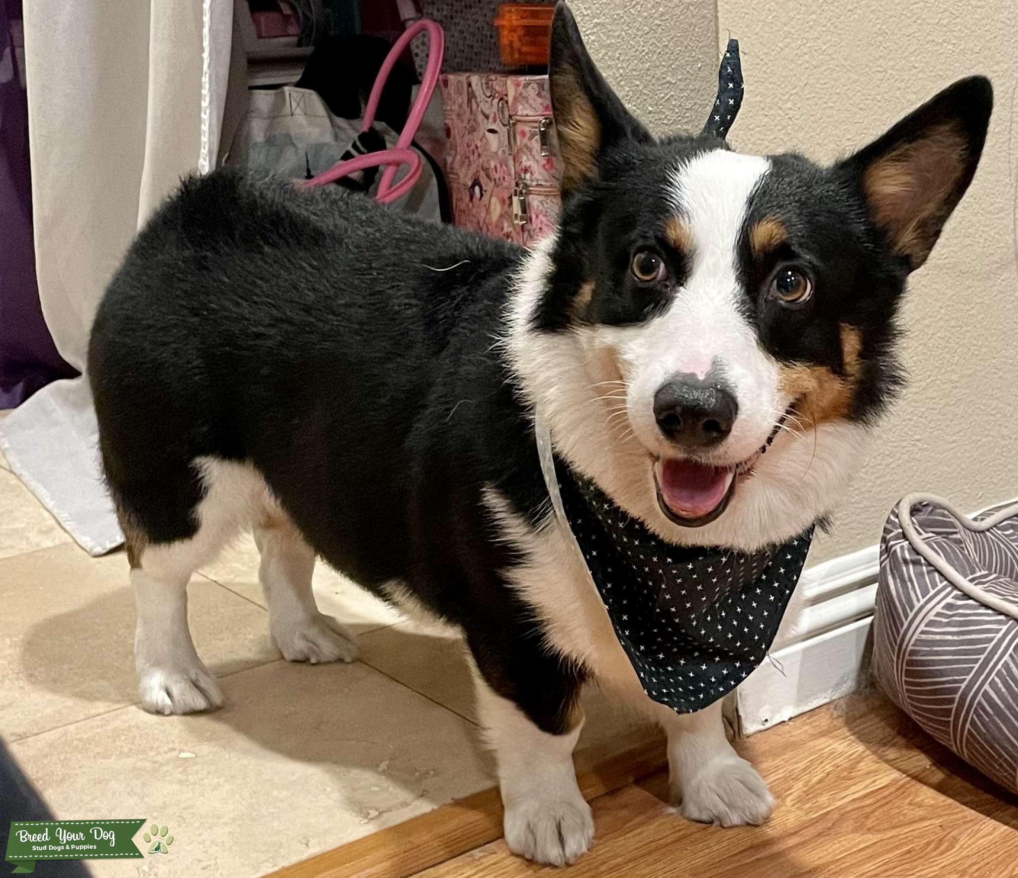 Pembroke Welsh Corgi Stud - Stud Dog in Los Angeles, Peru | Breed Your Dog