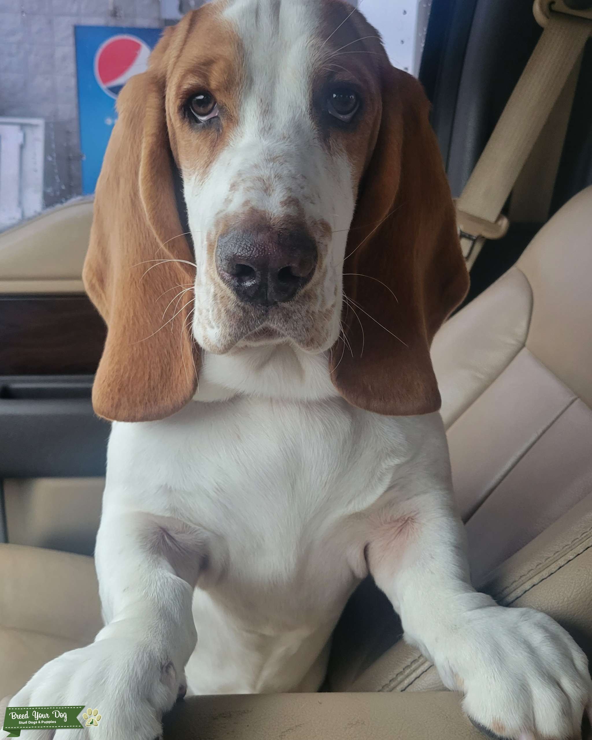 Basset Hound Stud - Stud Dog in STL / Southern IL, the United States ...