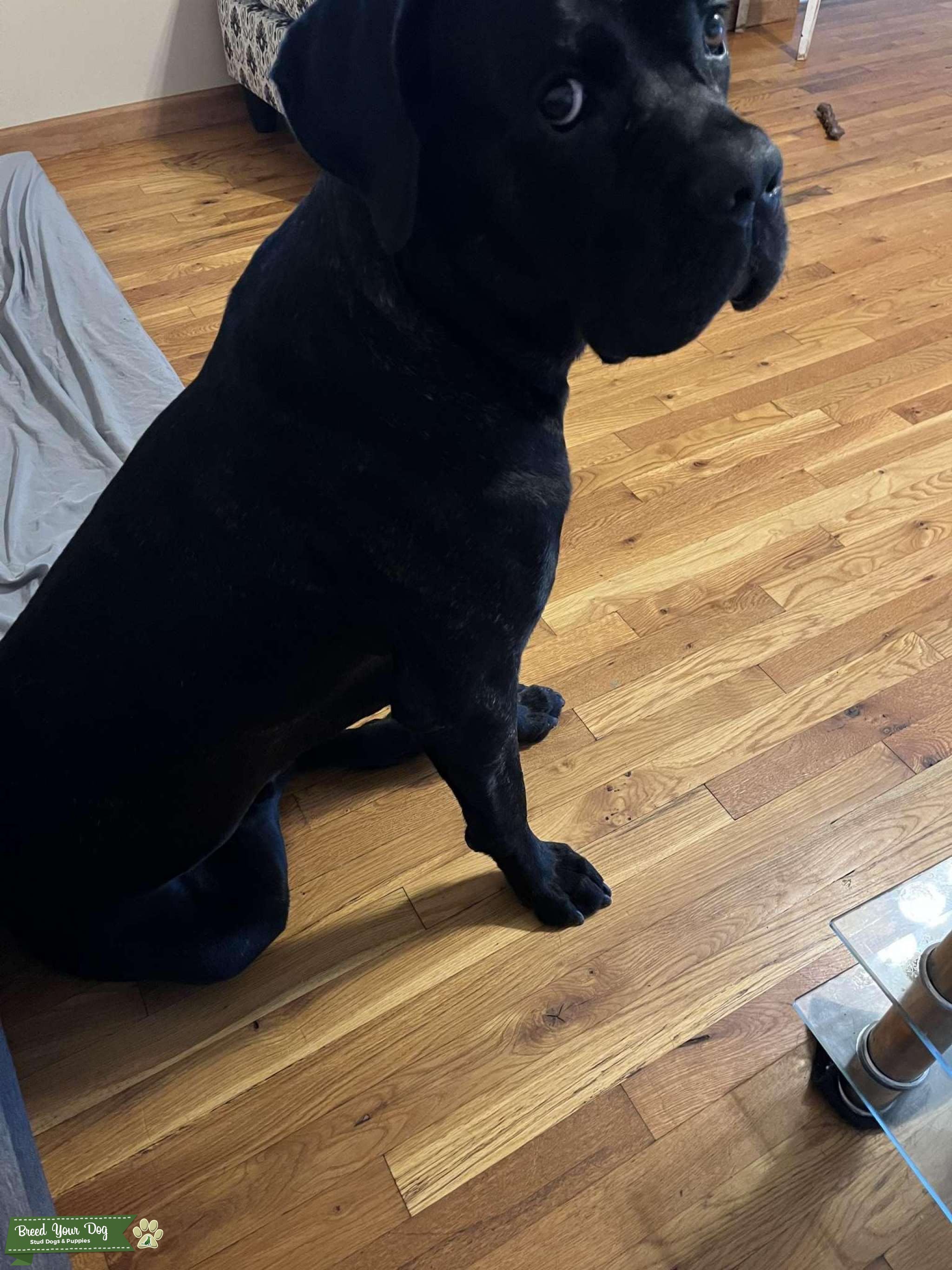 3yr old cane corso ready to breed - Stud Dog in Rockland county, Orange ...