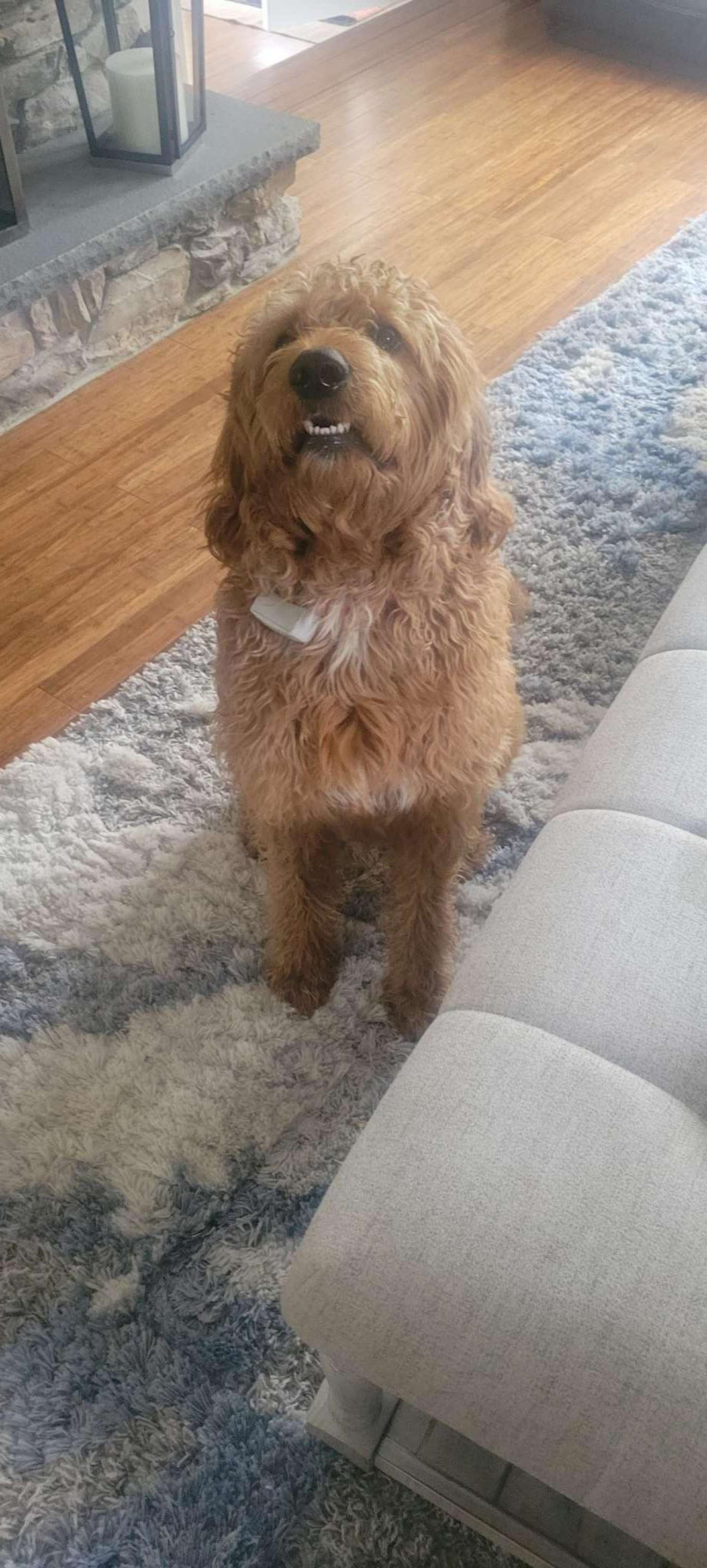 Red fox labradoodle - Stud Dog in New Jersey, United States | Breed ...