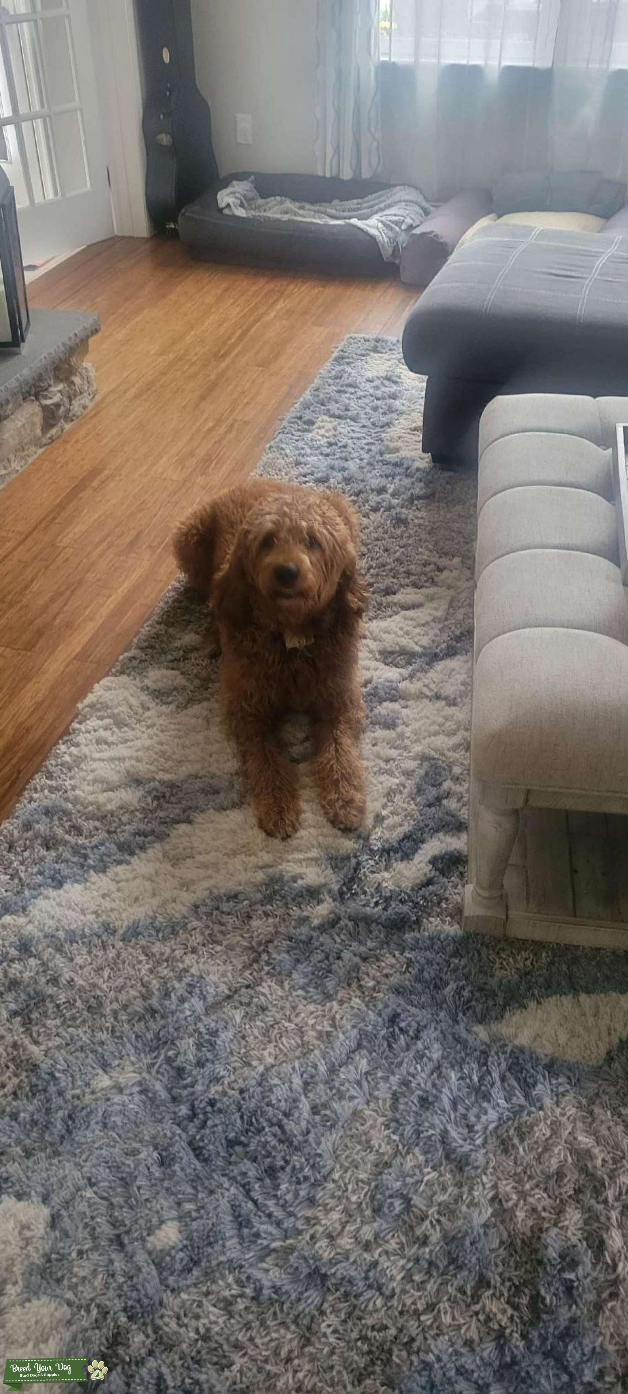 Red fox labradoodle - Stud Dog in New Jersey, Trinidad and Tobago ...