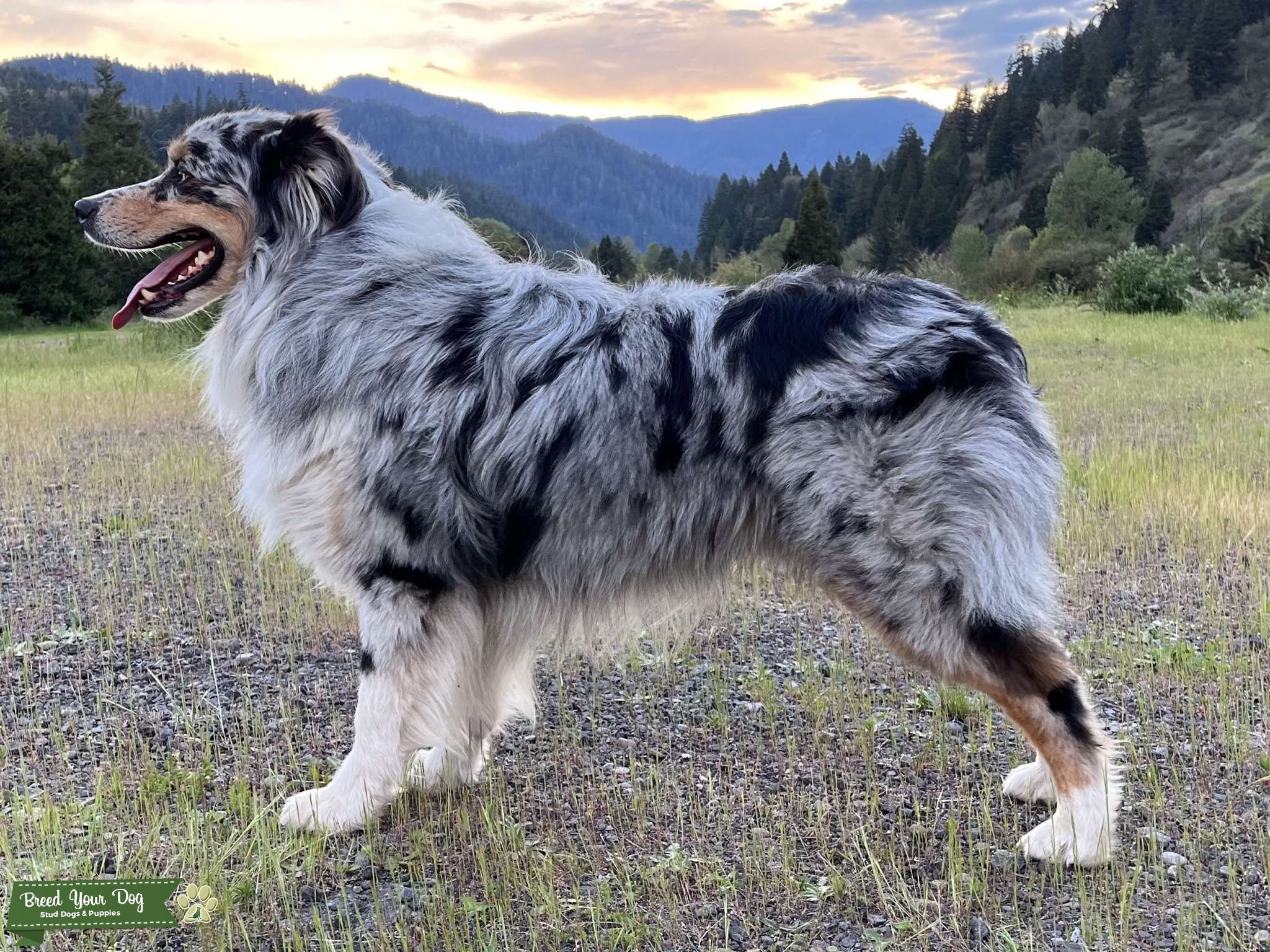 Australian Shepherd Blue Merle Amazing Temperament - Stud Dog in Oregon ...