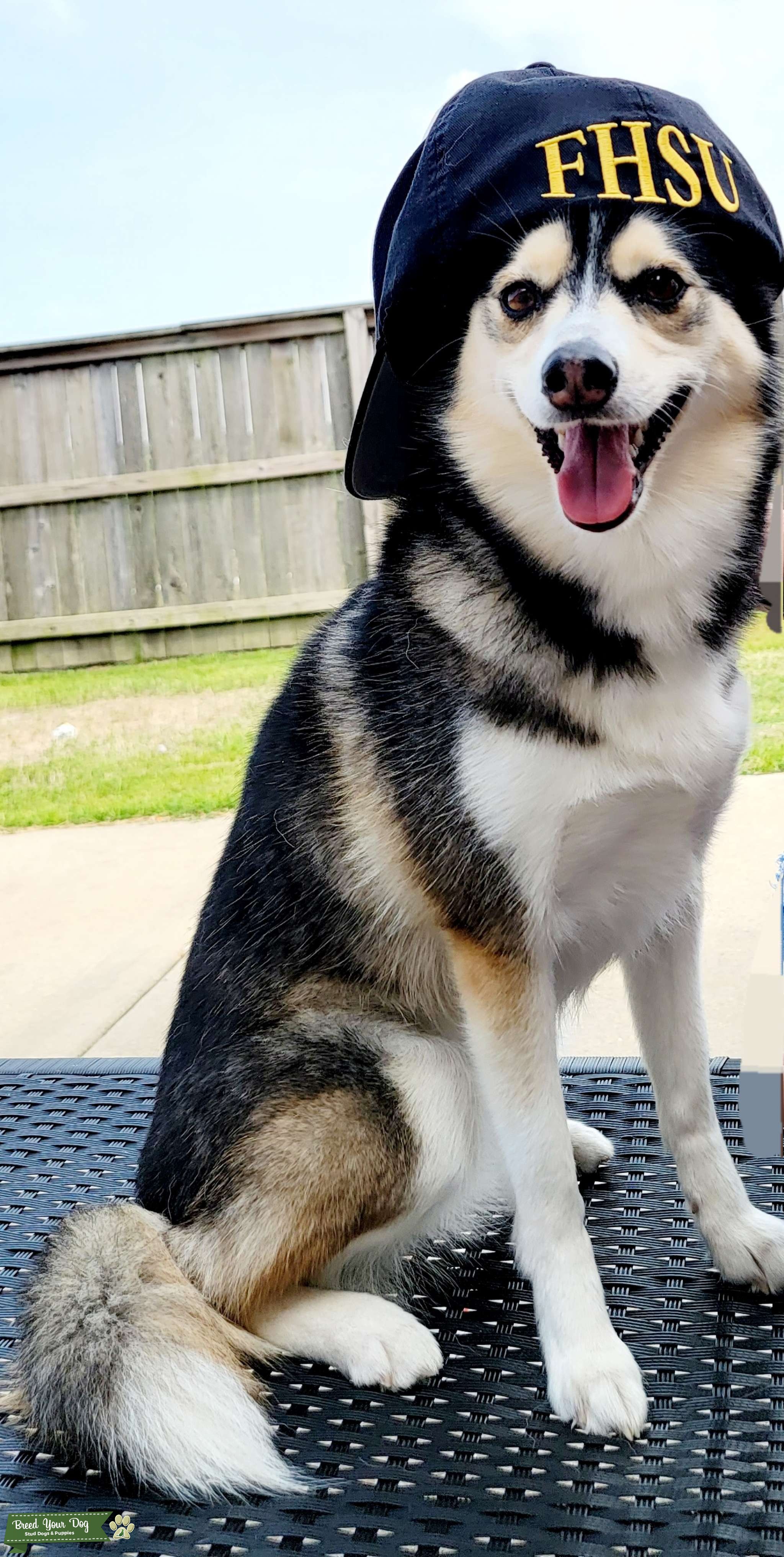 Pomsky - Stud Dog in Louisiana , the United States | Breed Your Dog