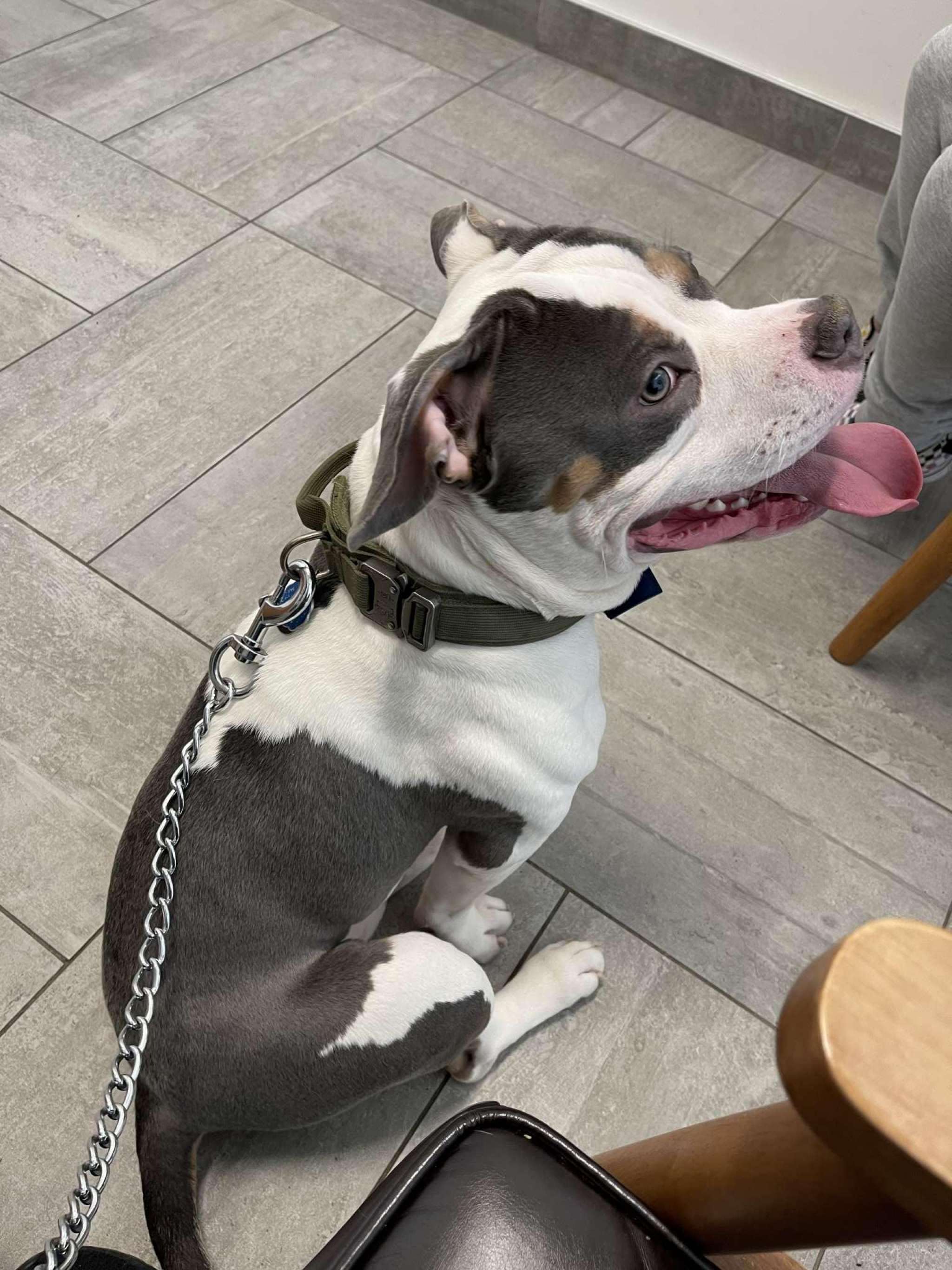 ABKC registered Tri color male for stud - Stud Dog in New Jersey ...