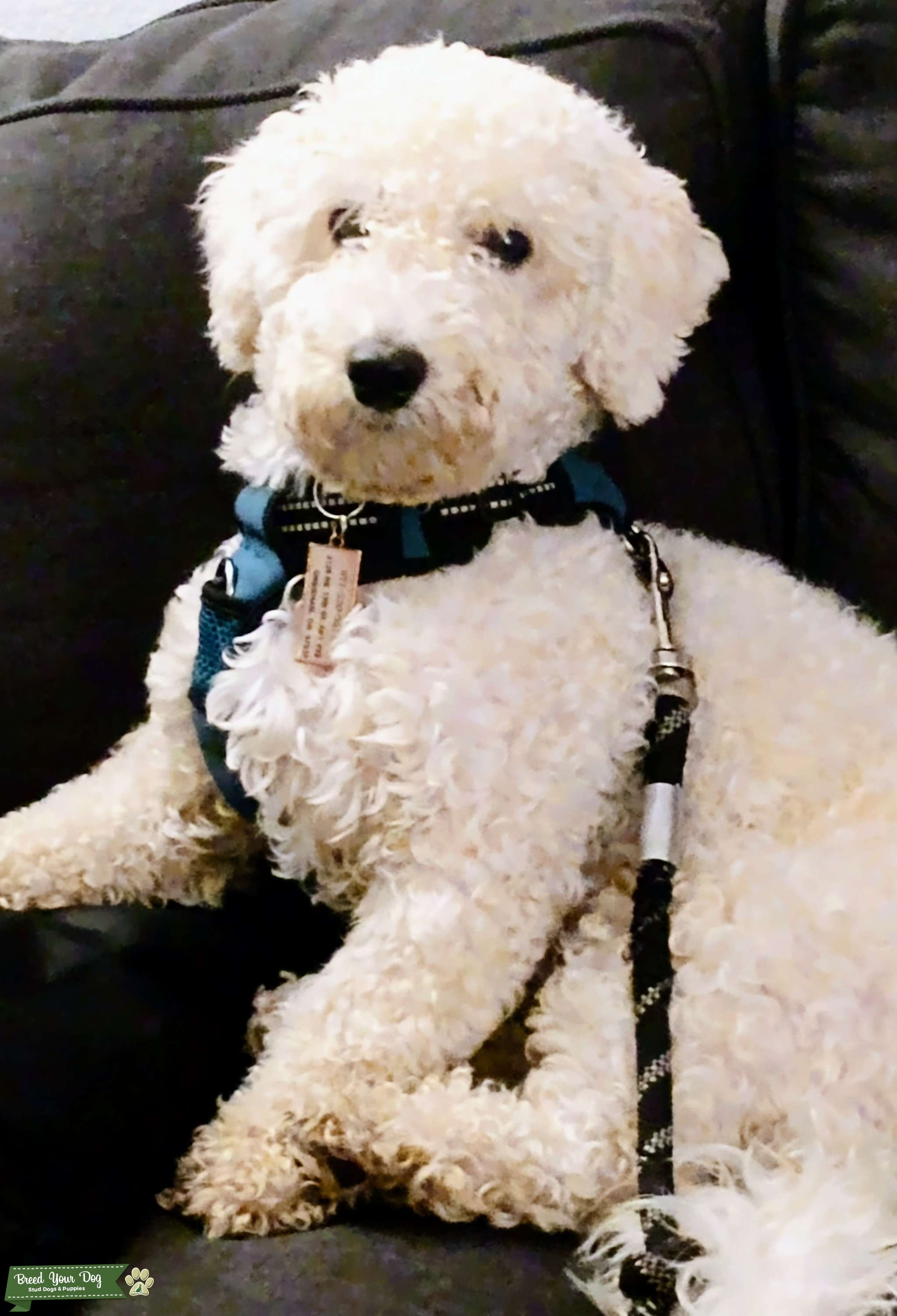 1yo Male Bichon Frise Stud - Stud Dog in Portland, OR, the United ...