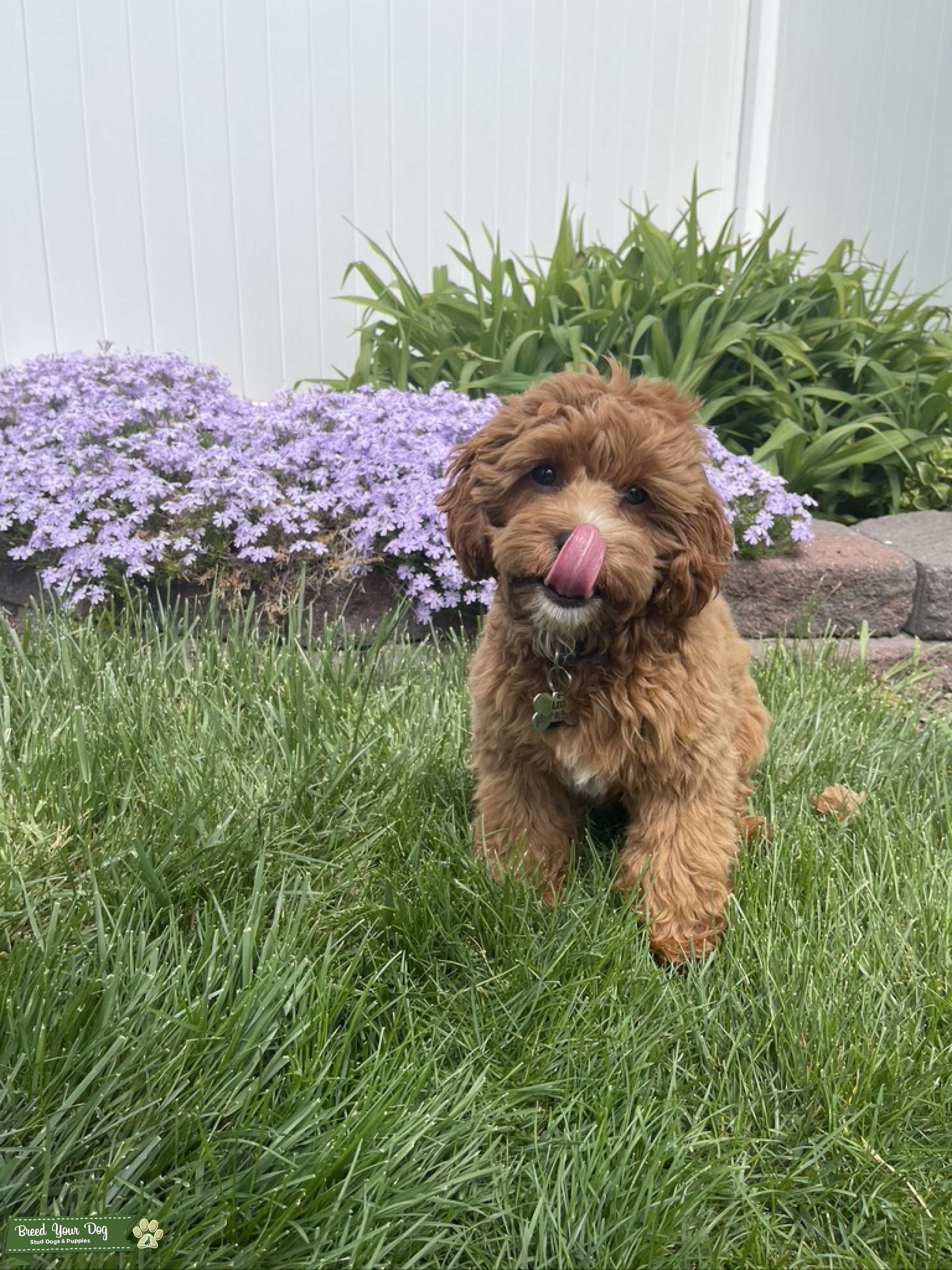 RED CAVAPOO (CAVADOODLE) - Stud Dog in New Jersey , the United States ...