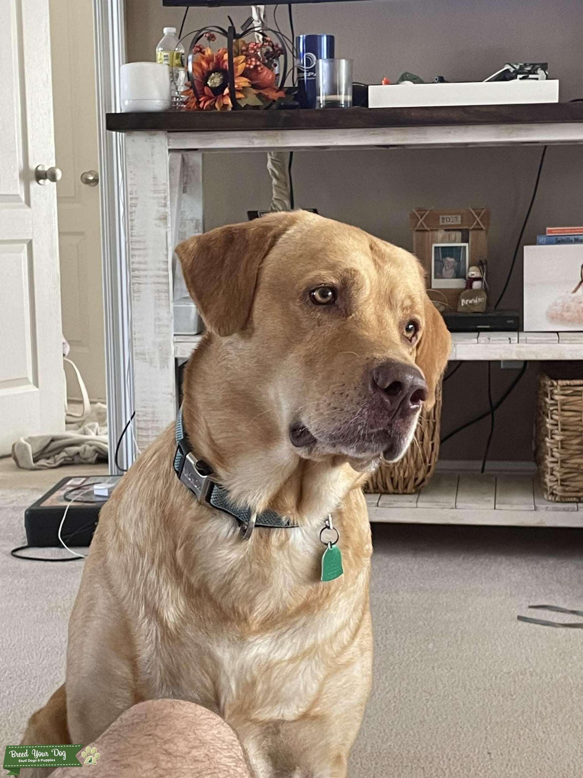 SAMSON THE KING - Stud Dog in Mississippi, the United States | Breed ...