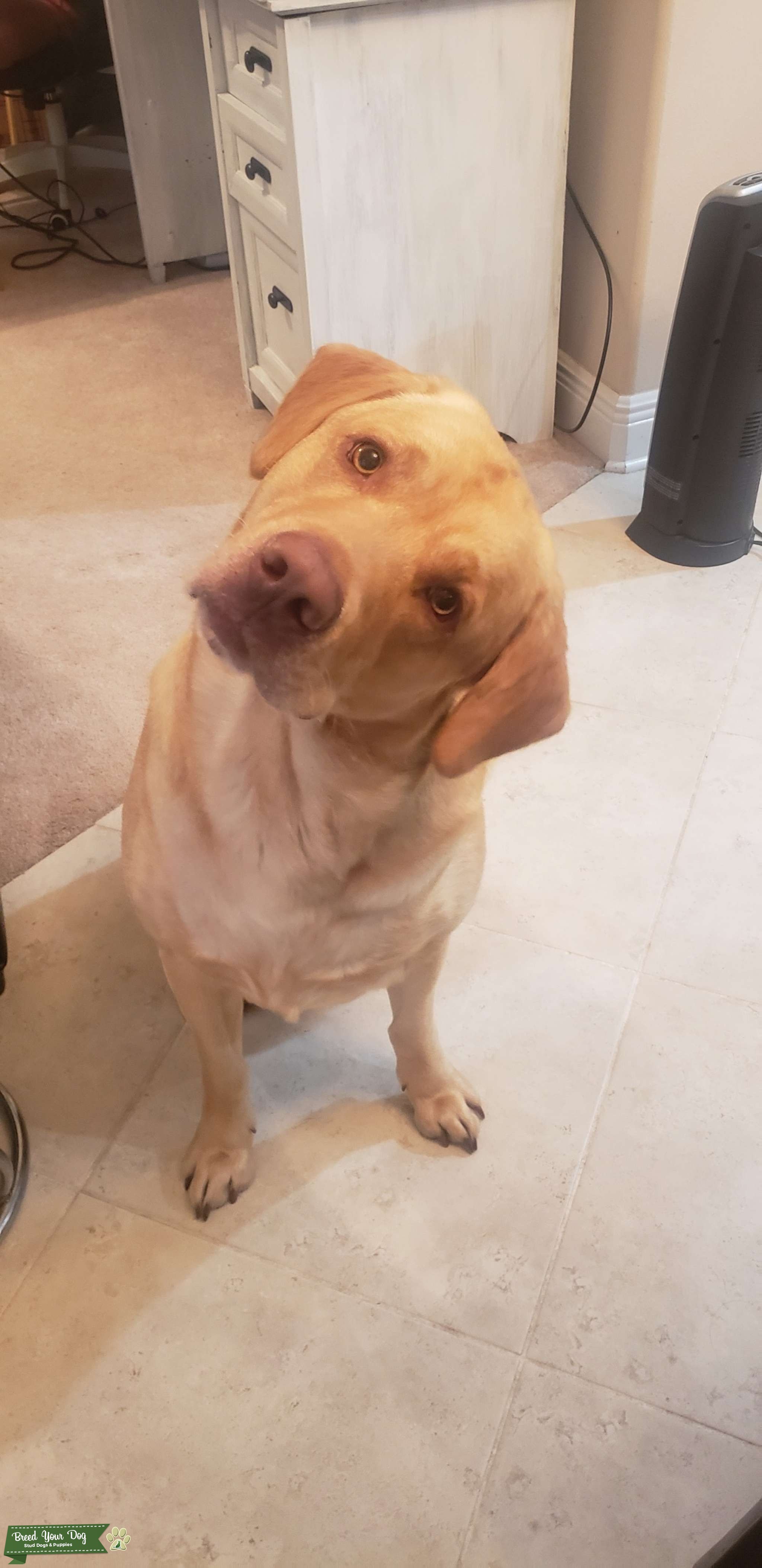 SAMSON THE KING - Stud Dog in Mississippi, the United States | Breed ...