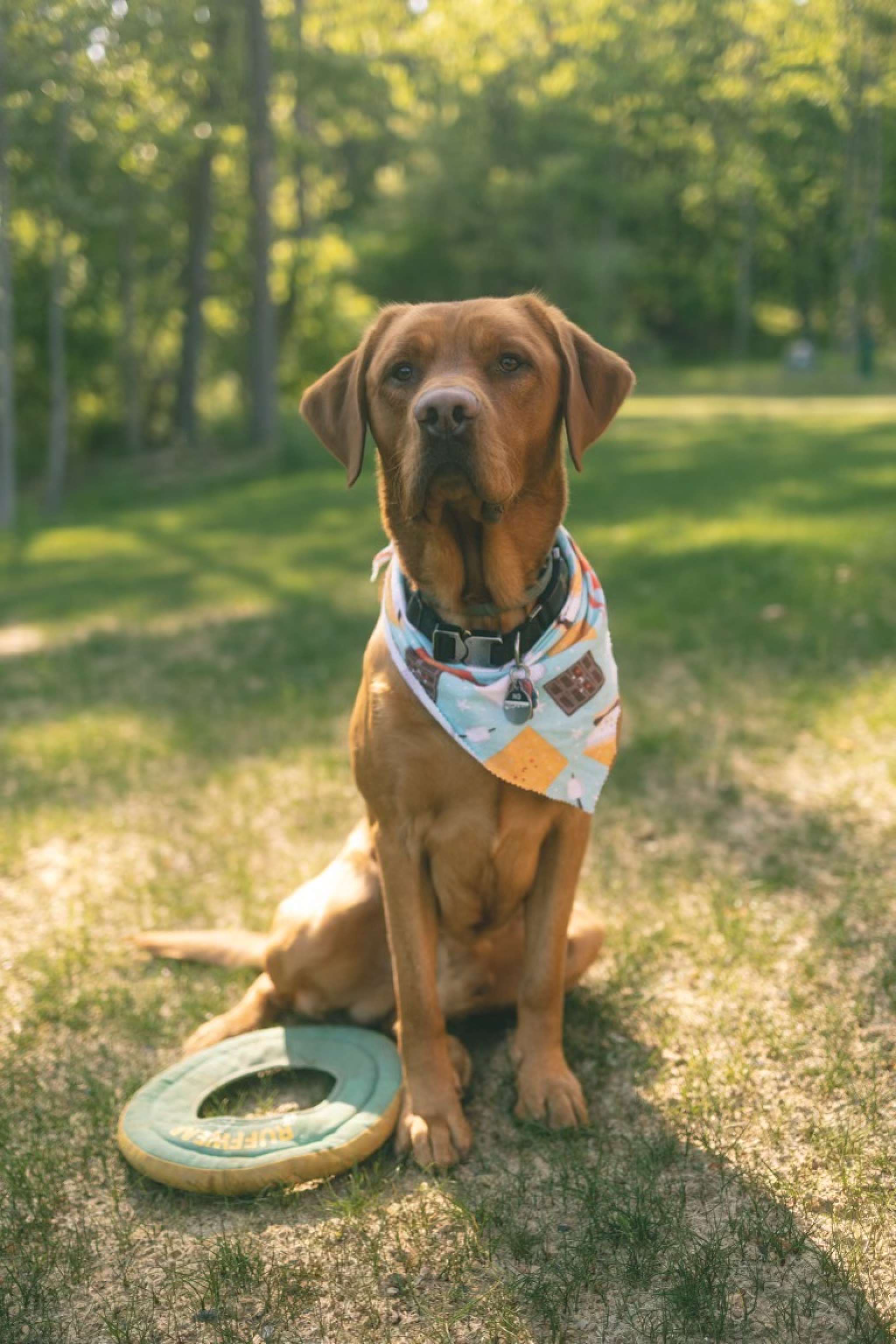 Fox Red English Labrador Retriever - Stud Dog in Pennsylvania, United ...