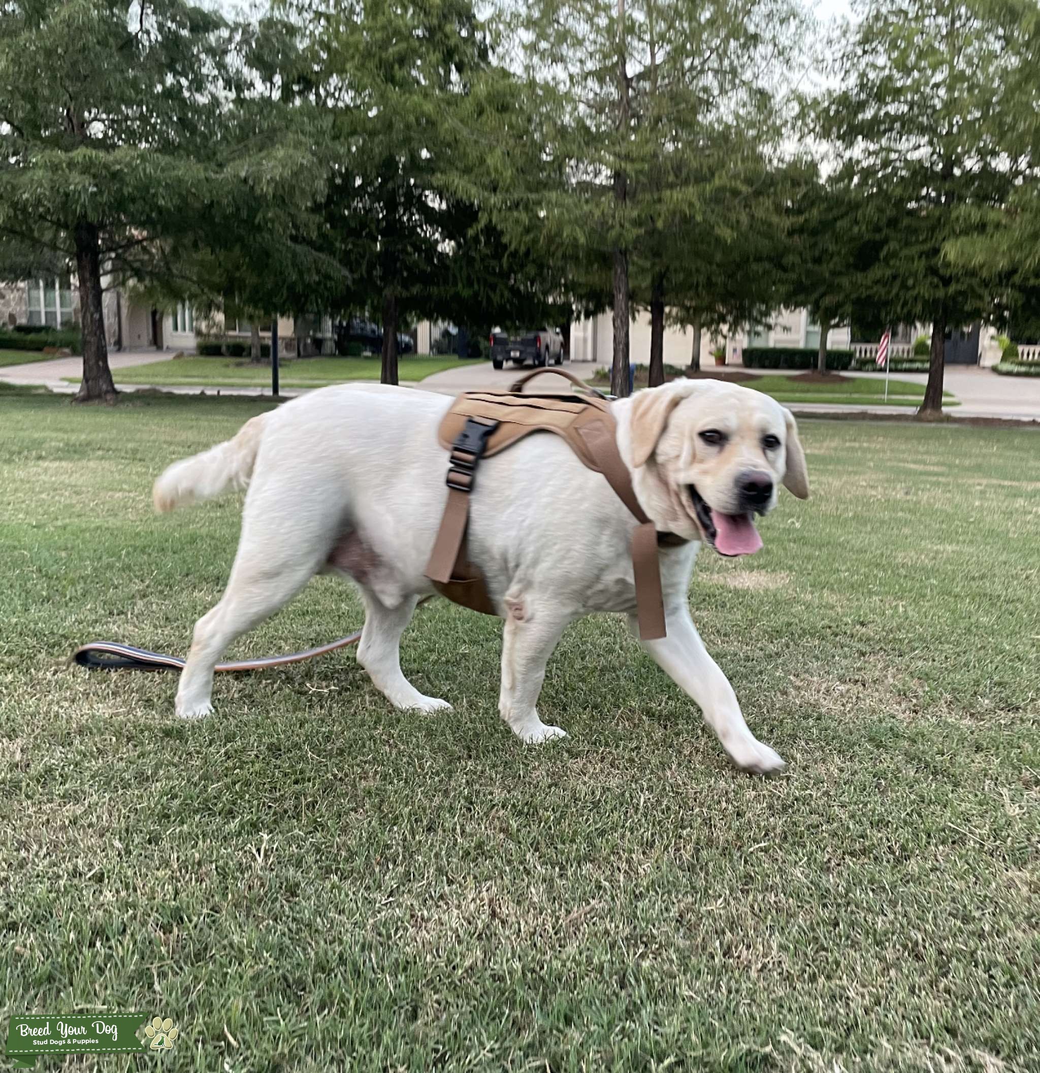 labrador retriever stud dog - Stud Dog in Houston, Texas, the United ...