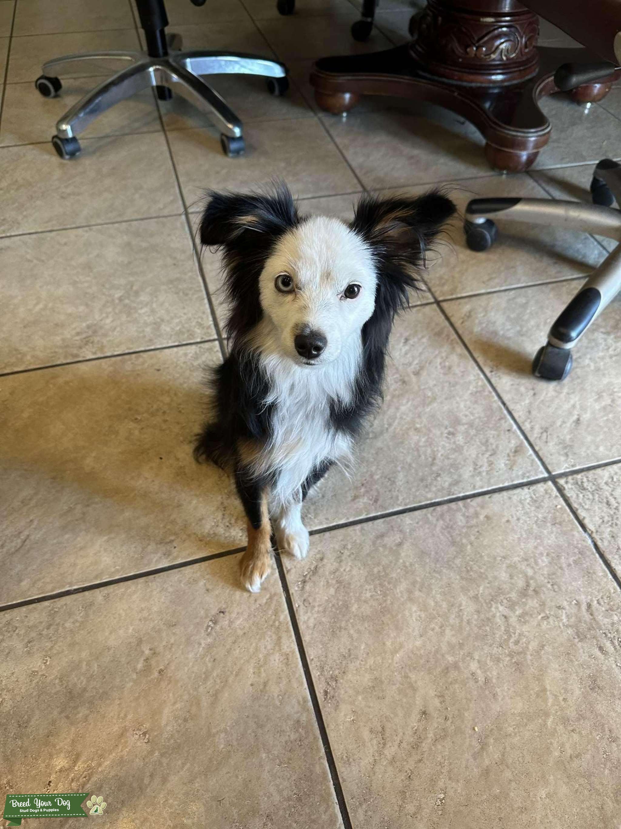 Toy Australian Shepherd - Stud Dog in Chandler, the United States ...