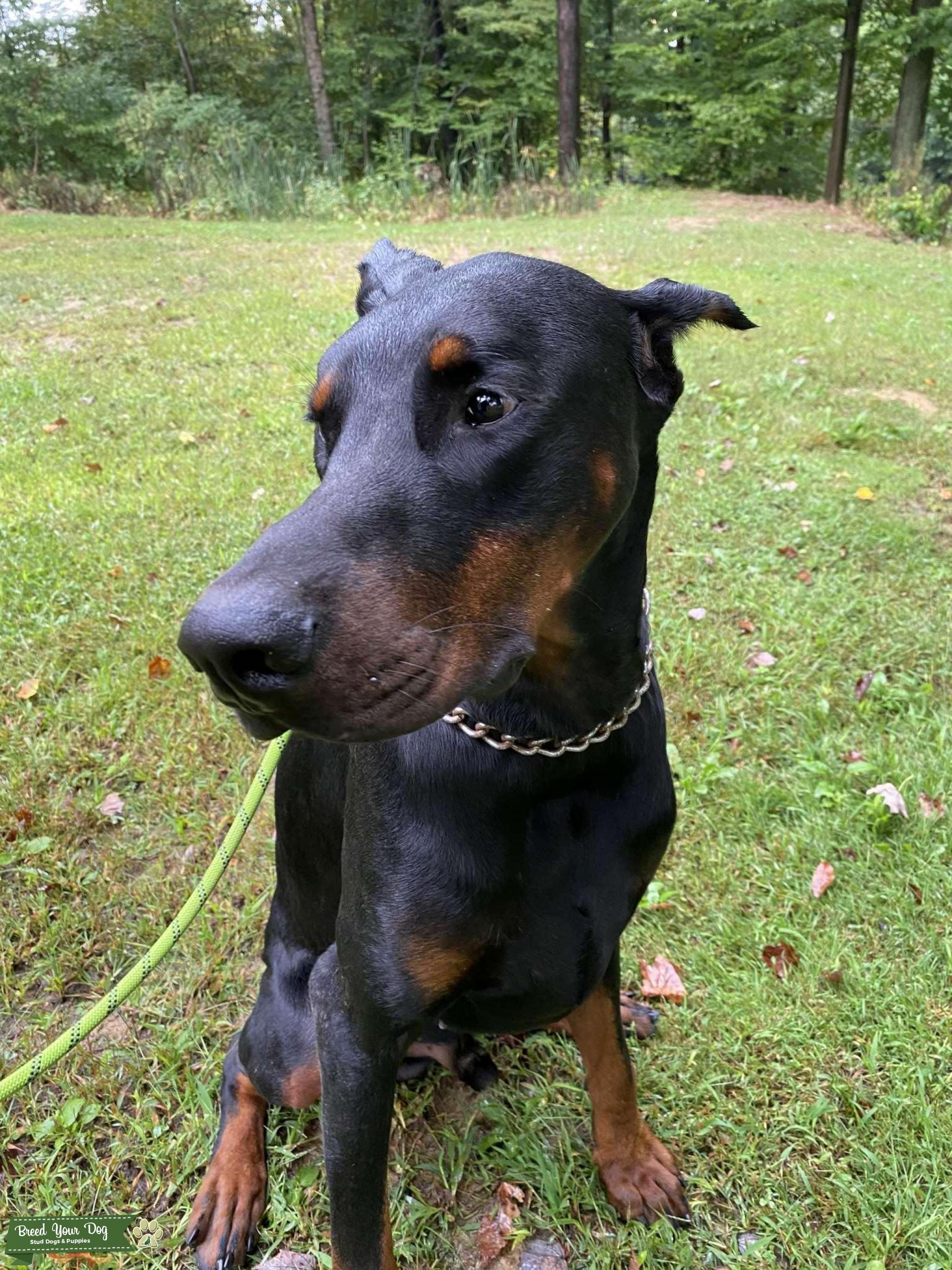 Full Euro Doberman stud, $2000 - Stud Dog in Grove city Pa, the United ...