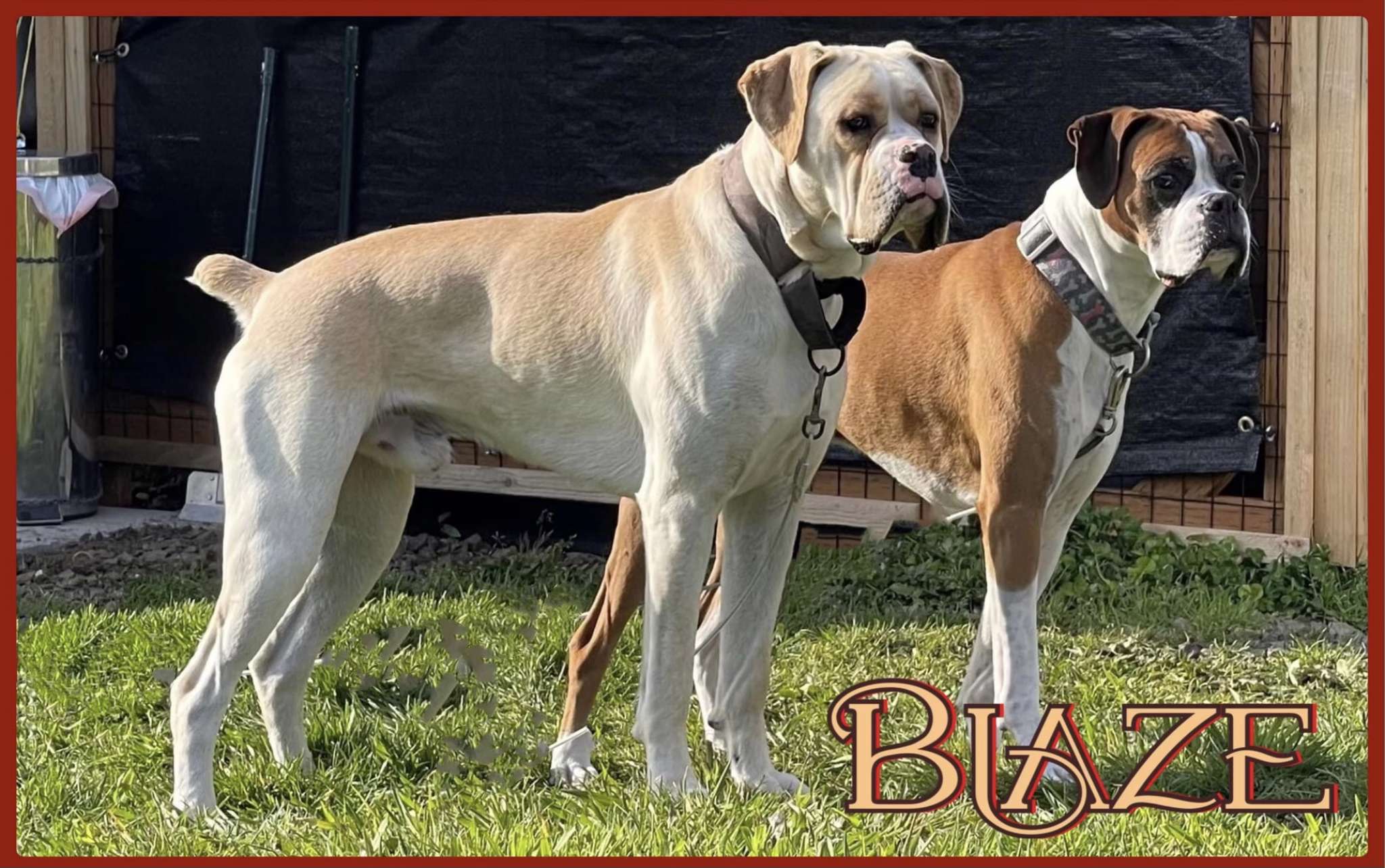 AKC Cream Boxer Stud - Stud Dog in Oregon-North Coast, the United ...