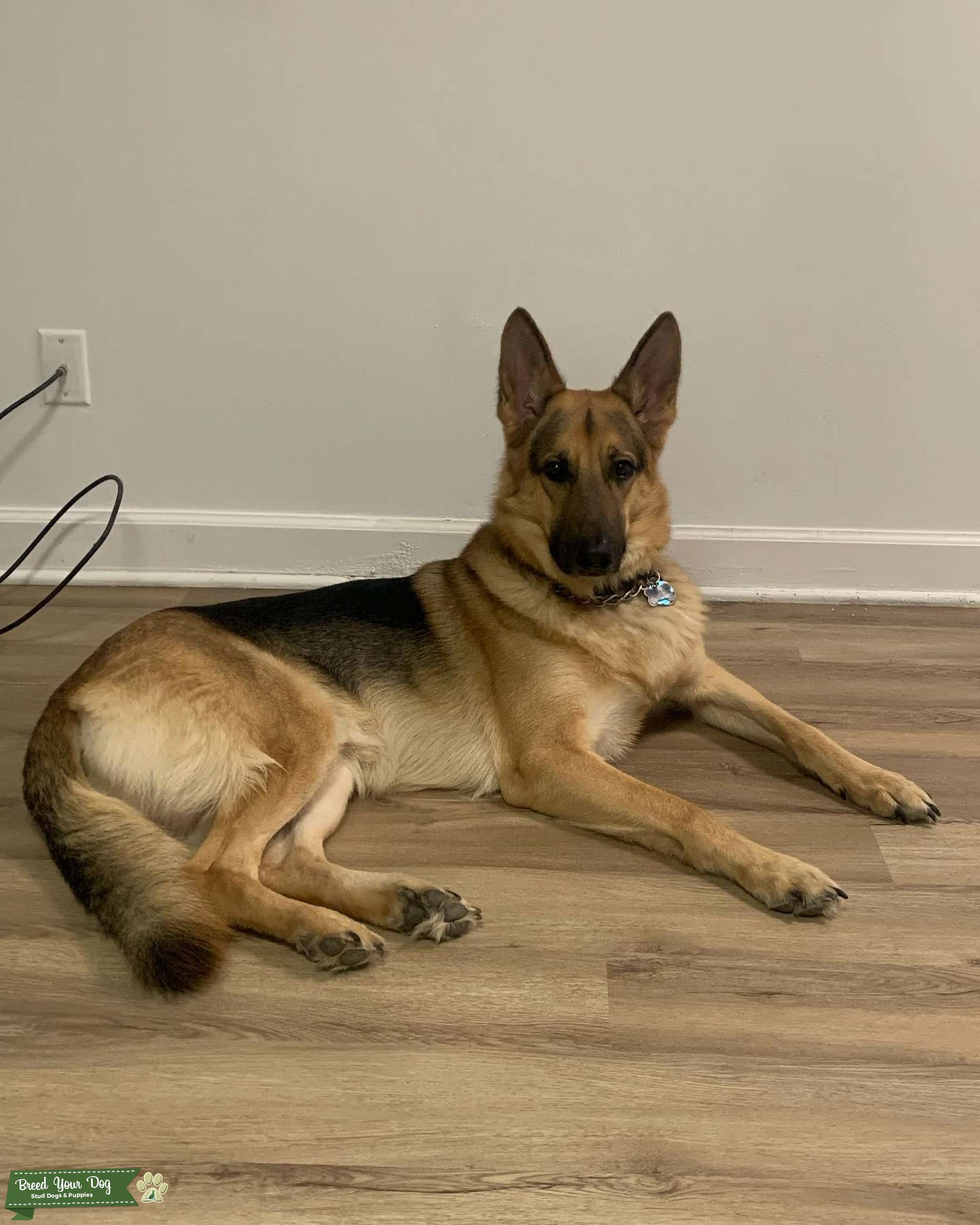 AKC Stud German Shepherd - Stud Dog in Texas, the United States | Breed ...