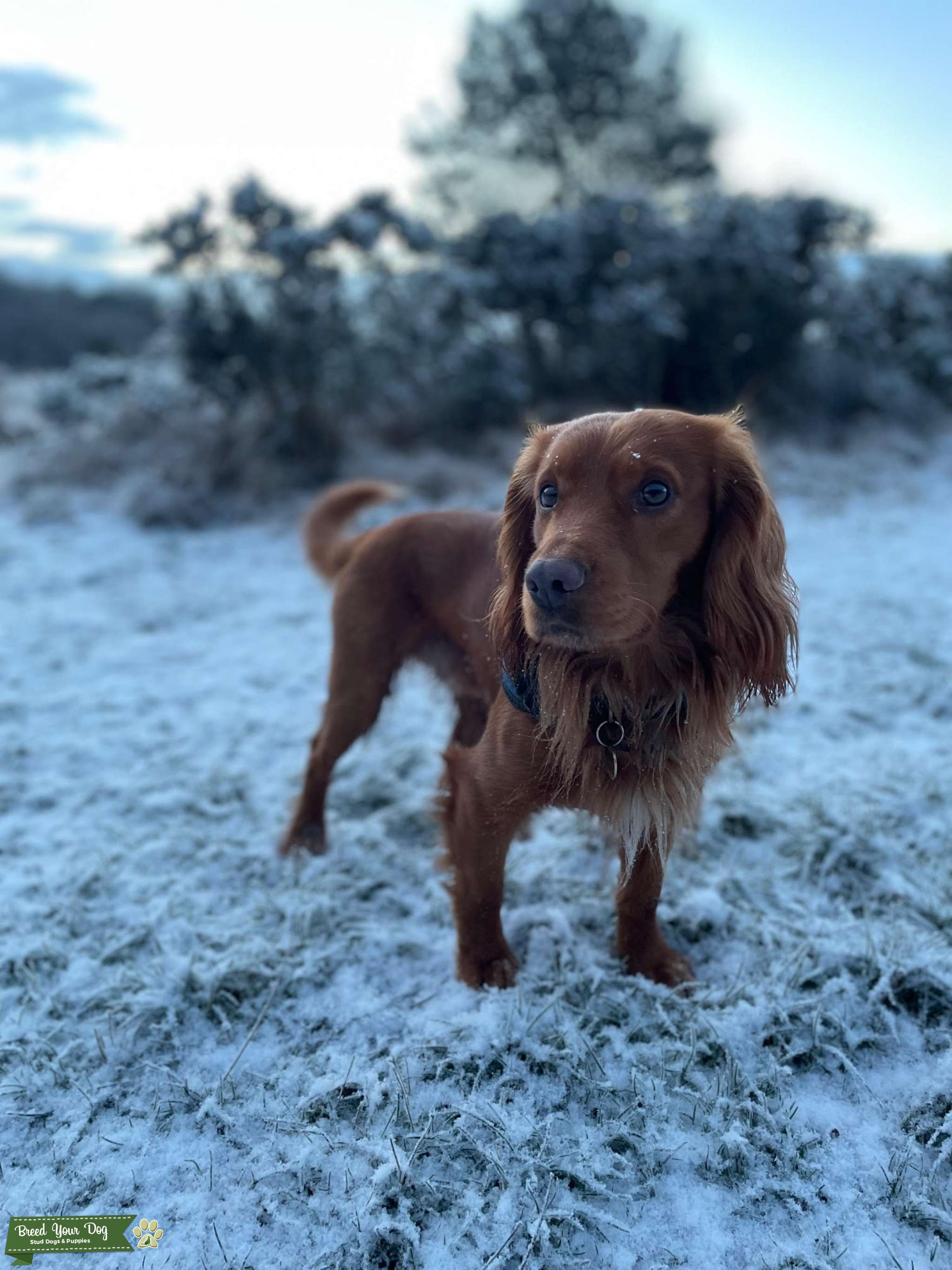 Gorgeous Red Cocker Spaniel for Stud - Stud Dog in Devon, the United ...