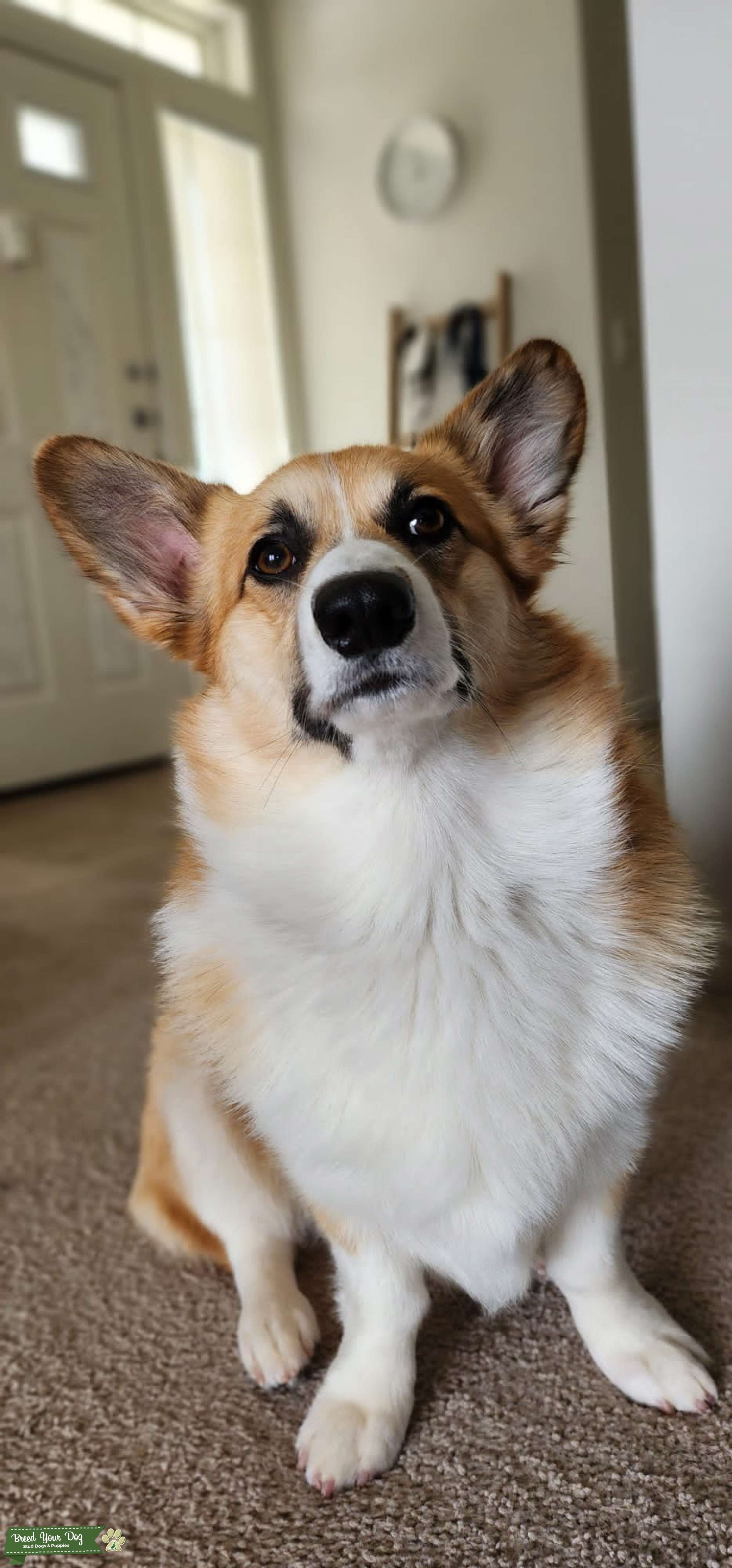 TX Pembroke Welsh Corgi - Stud Dog in Texas, the United States | Breed ...