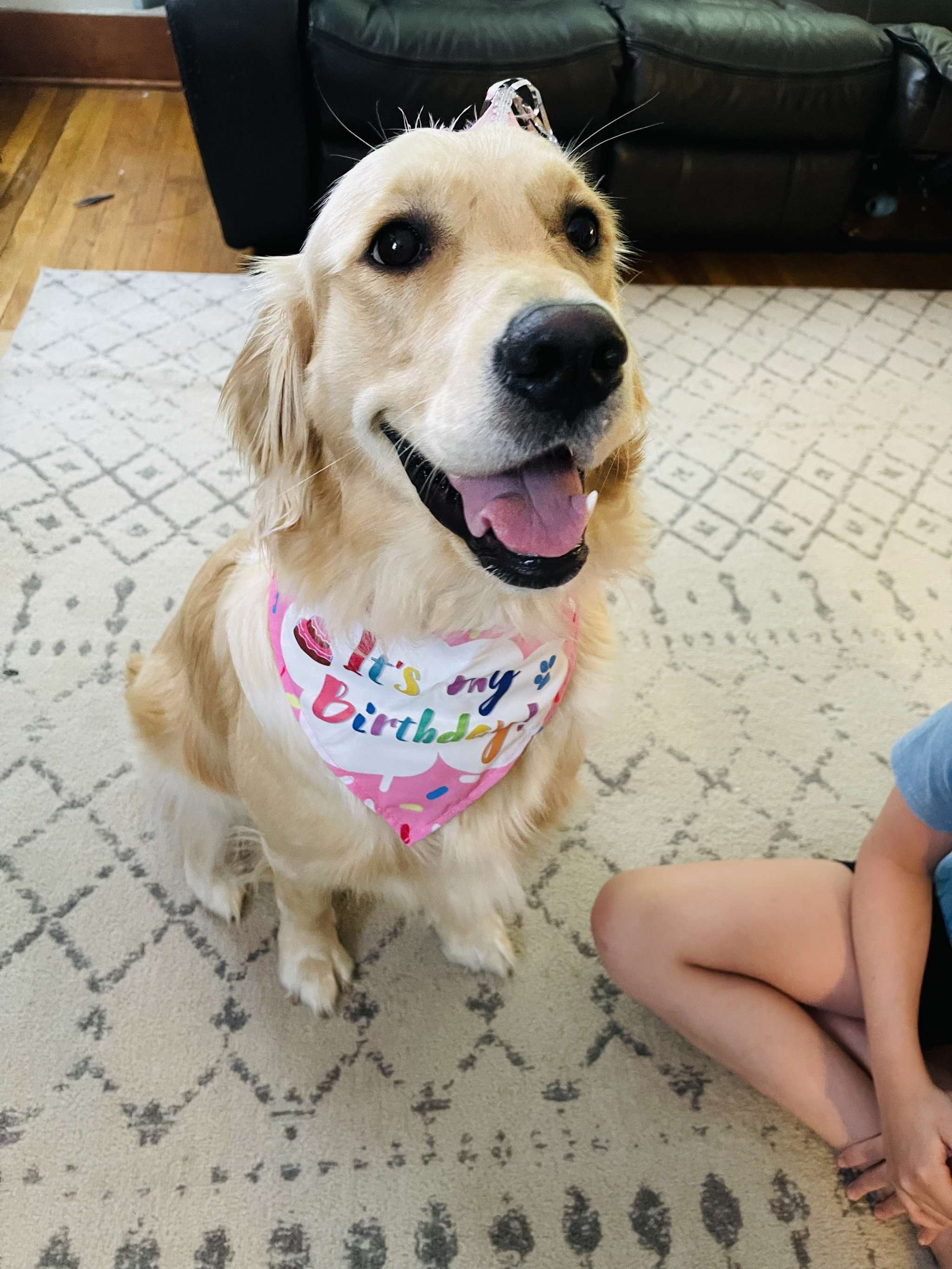 Half English cream golden retriever - Stud Dog in Wa, United States ...