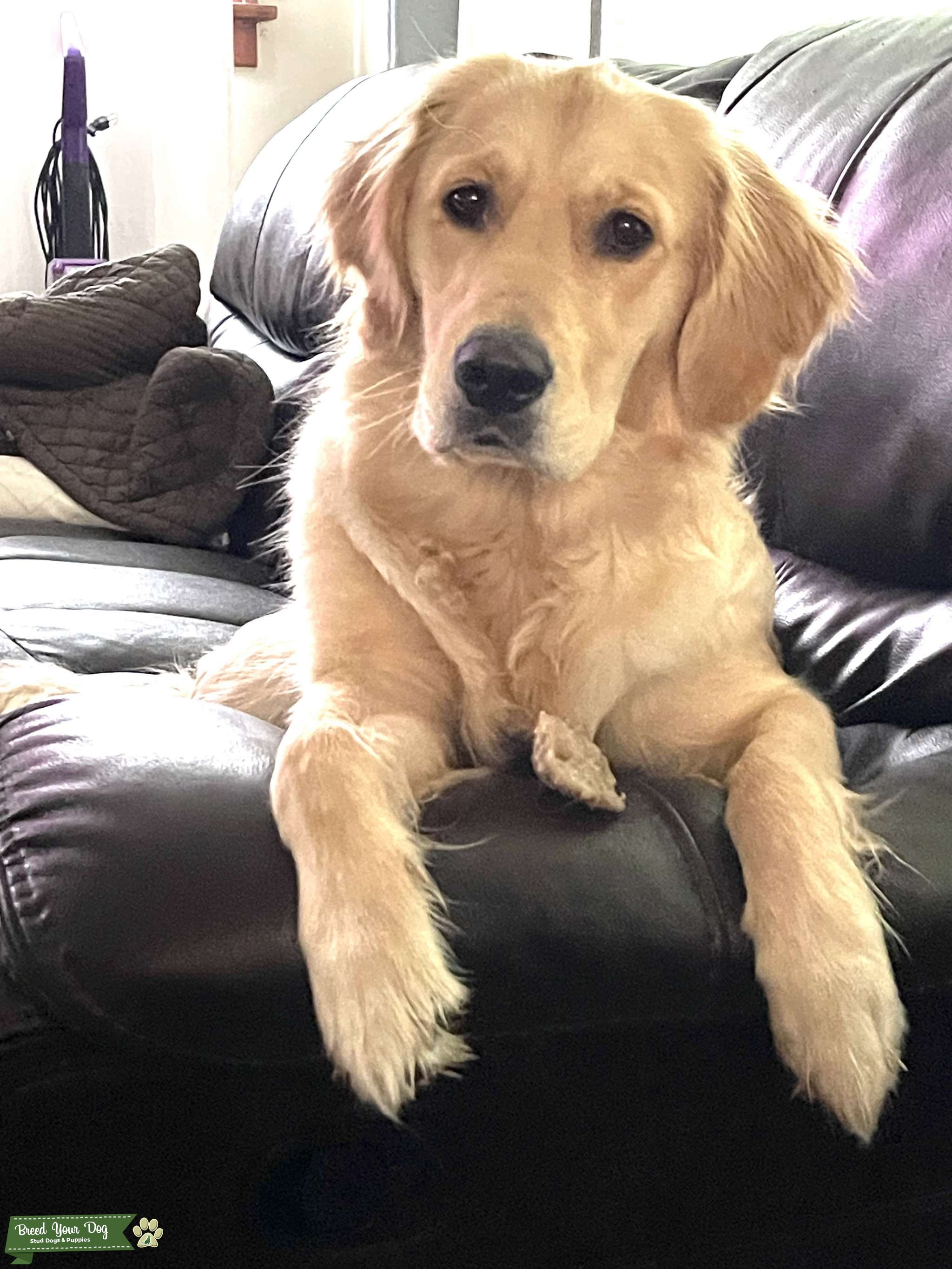 Half English cream golden retriever - Stud Dog in Wa, the United States ...
