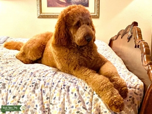 Stud Dogs the United States | Breed Your Dog