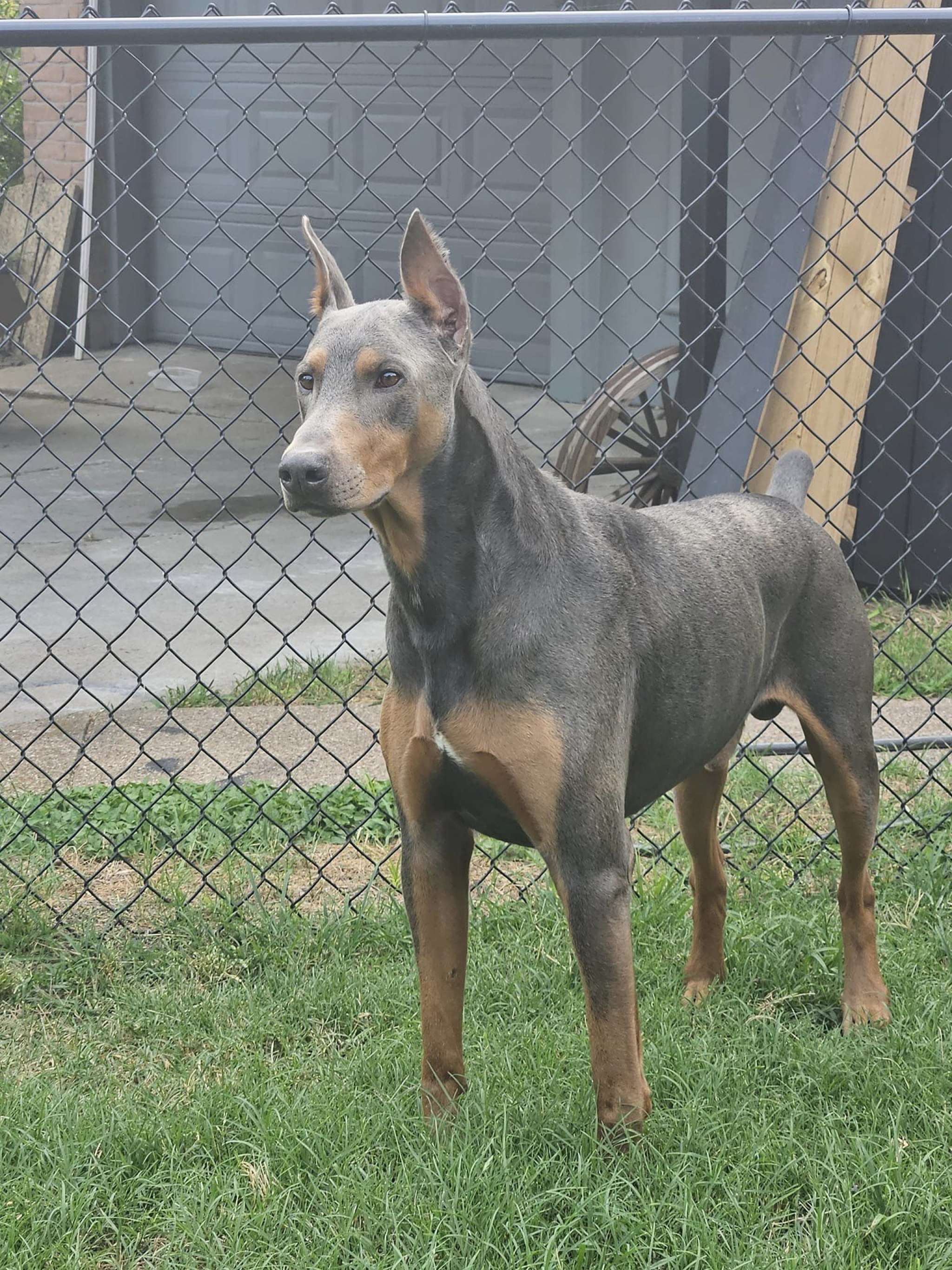 Blue Dobie - Stud Dog in TX, the United States | Breed Your Dog