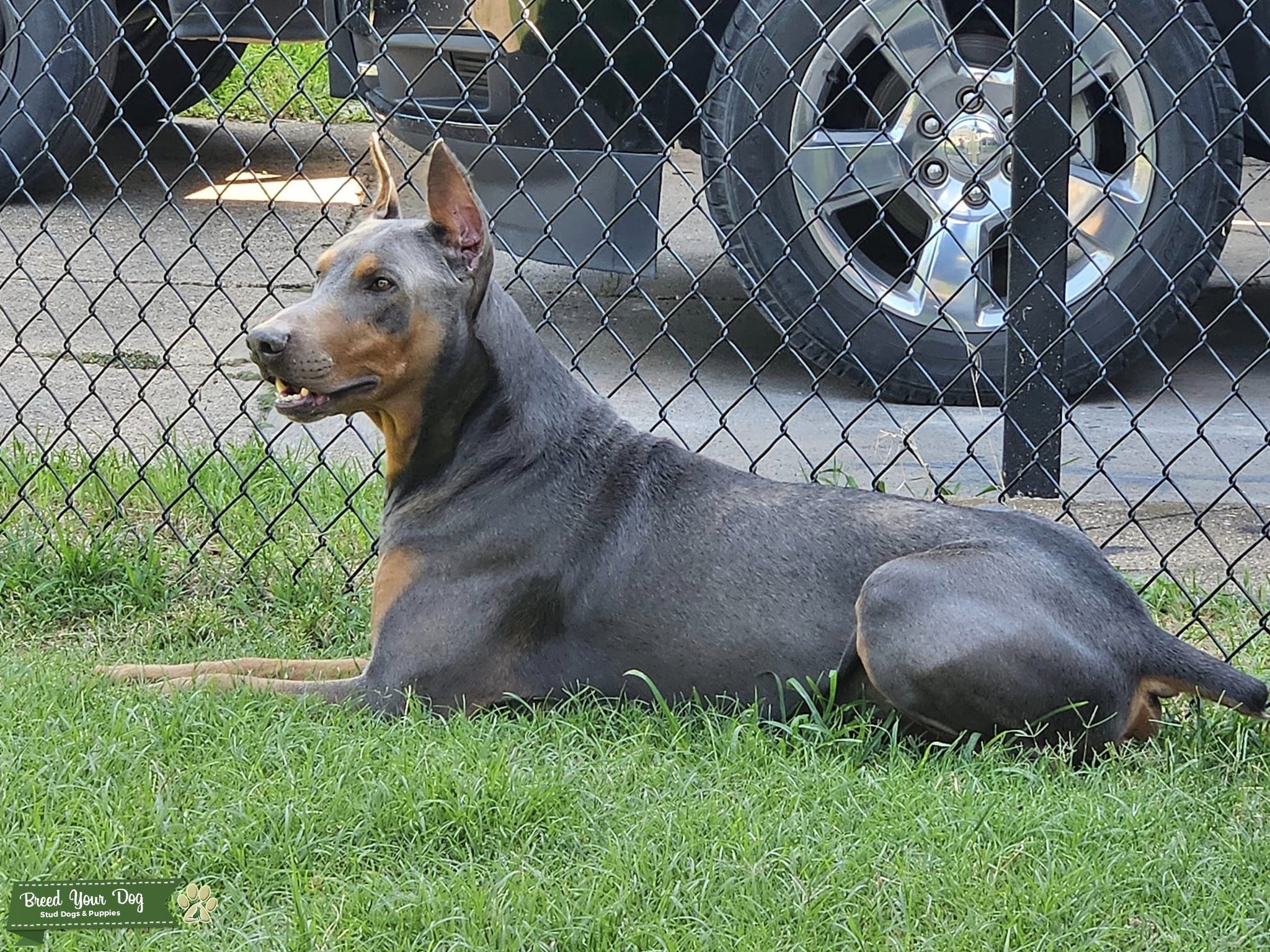 Blue Dobie - Stud Dog in TX, the United States | Breed Your Dog