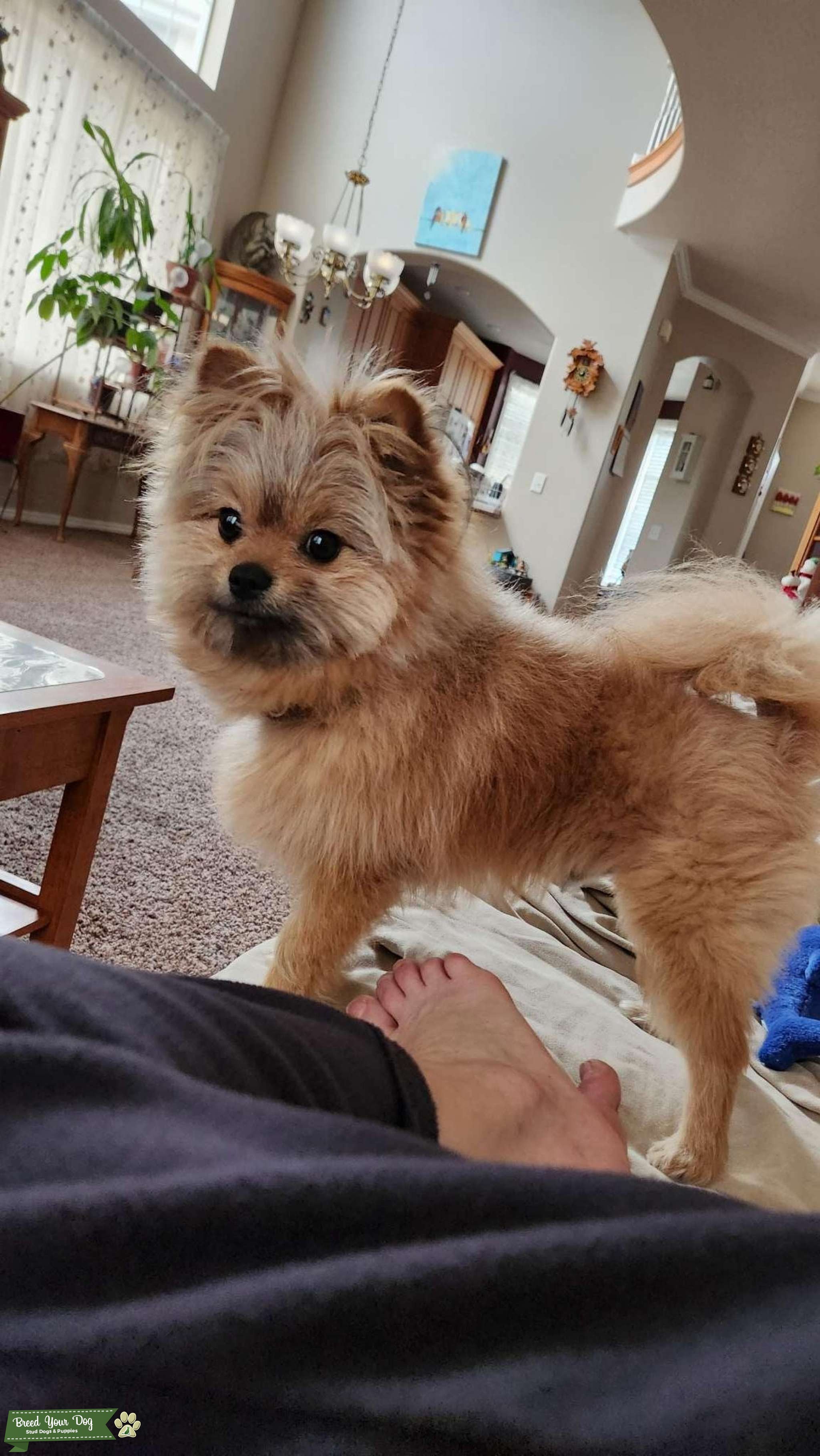 Toy pomapoo boy looking for a toy poodle or poodle mix girl - Stud Dog ...