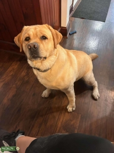 Labrador Retriever Stud Dogs Available Now in the United States | Breed ...