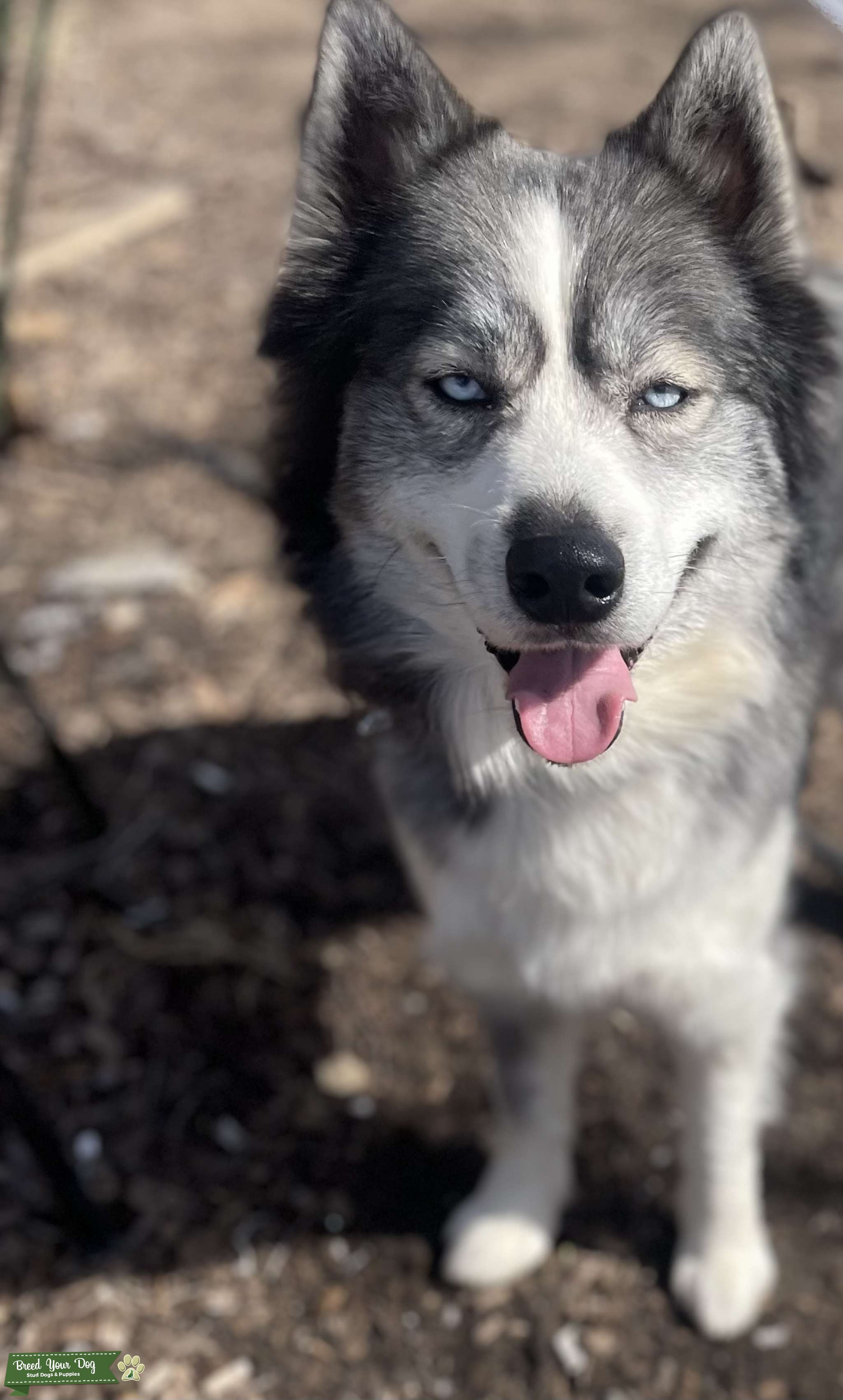 Siberian Husky Stud - Stud Dog in Florida , the United States | Breed ...