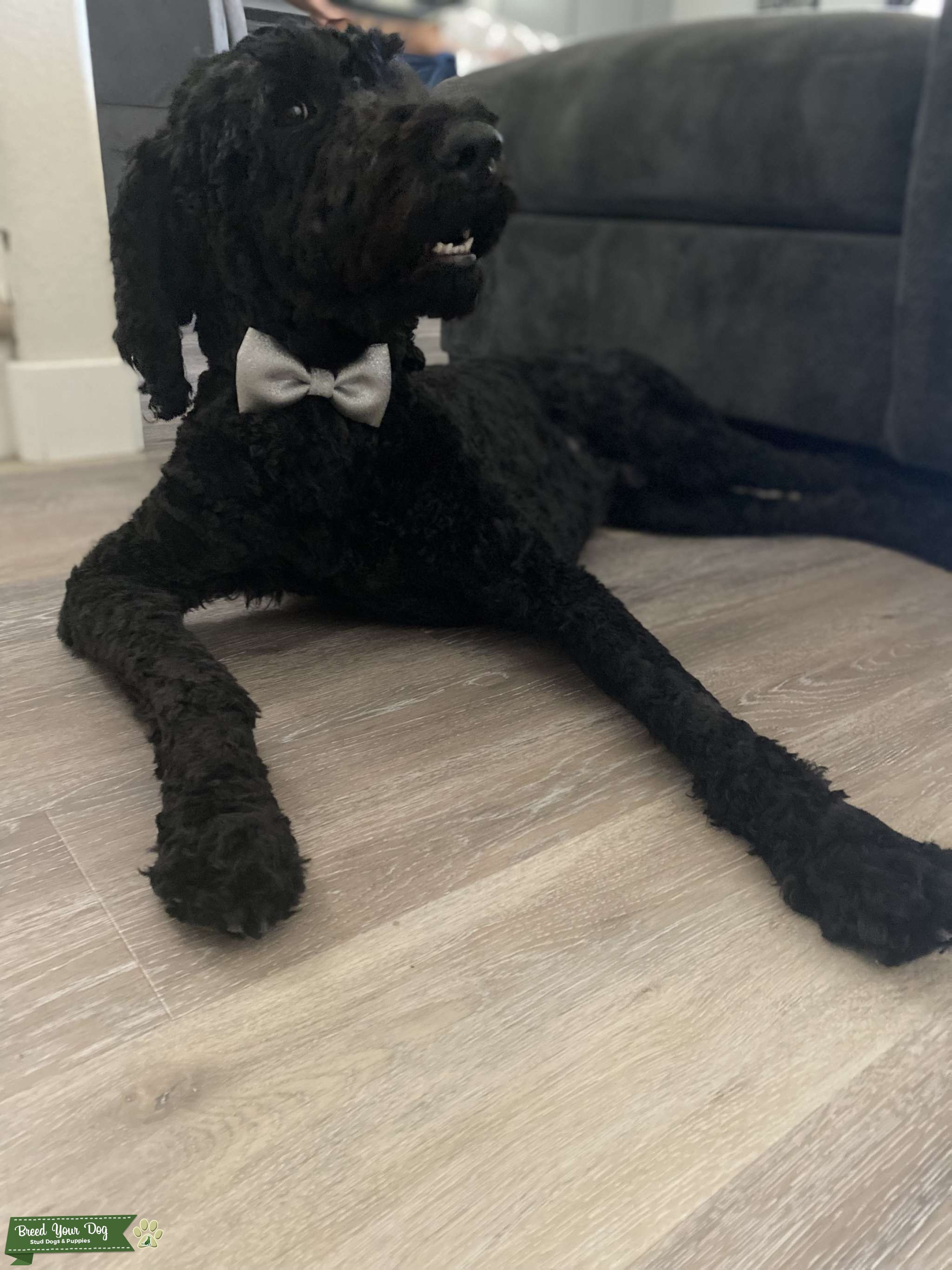 F1B1 Male goldendoodle - Stud Dog in Visalia , the United States ...